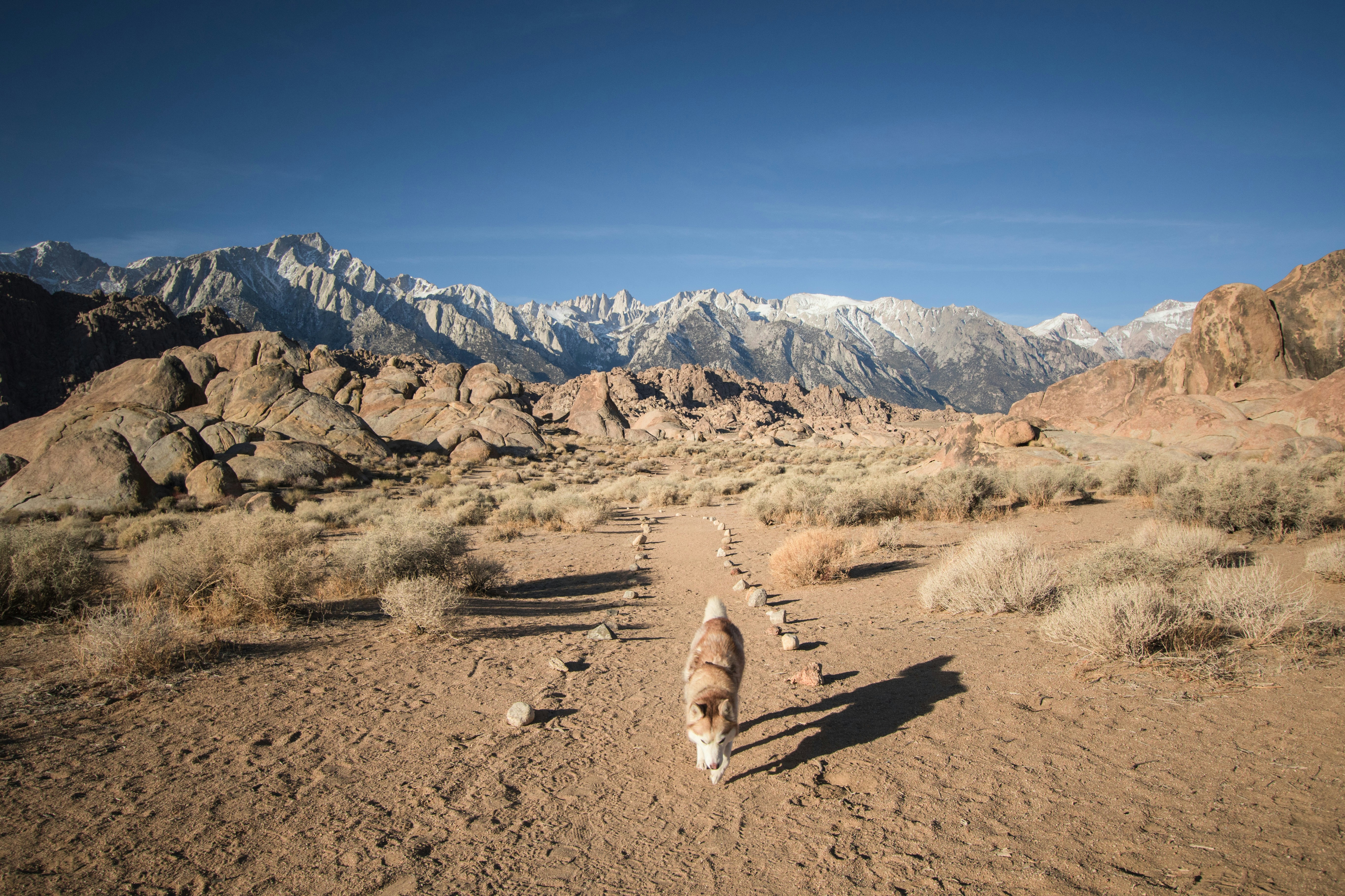 Coyote walking along a dirt path with rocky mountains in the background under a clear blue sky.
