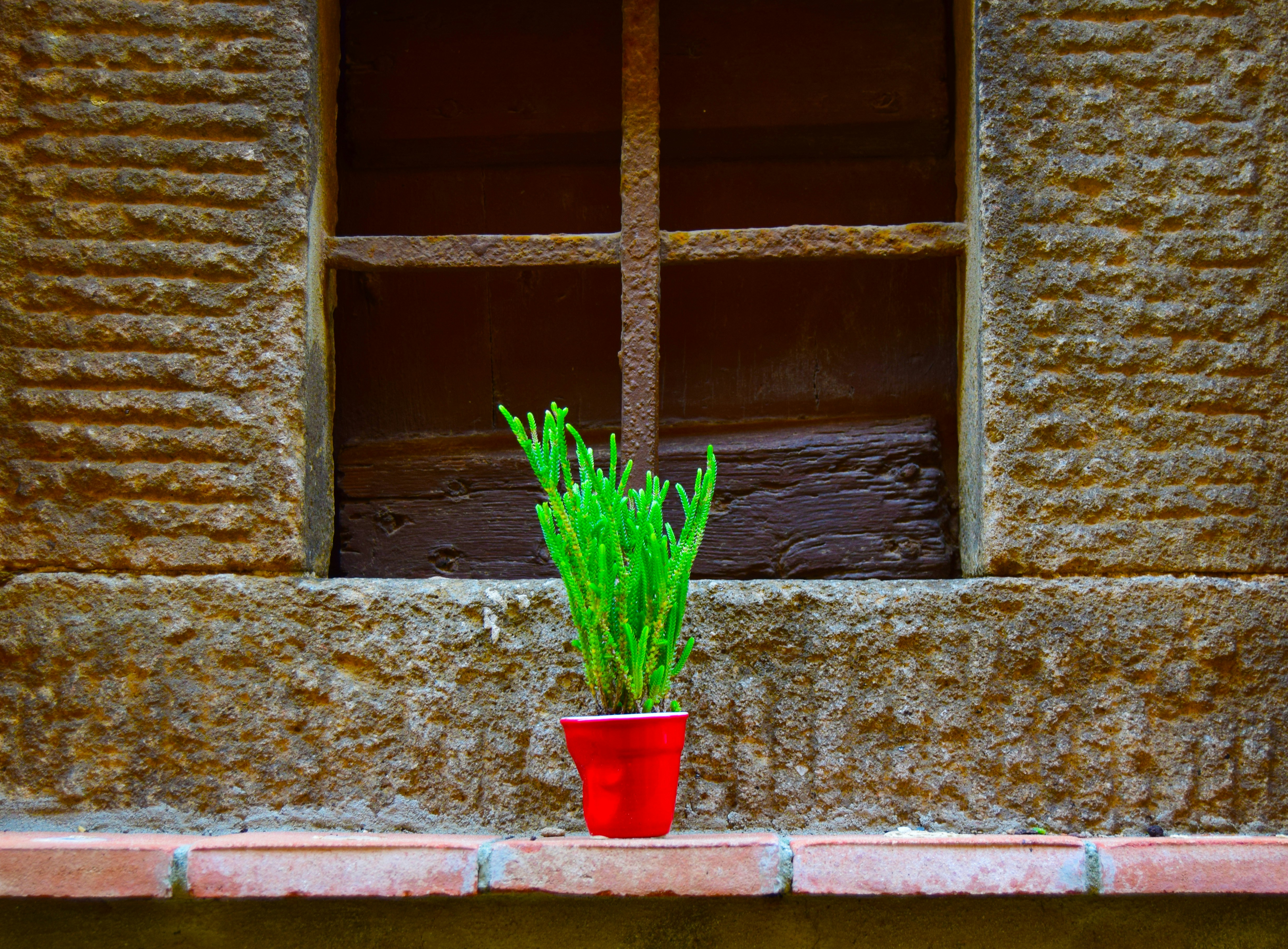 Emerald Sprout in a Red Pot Framed by Weathered Stone