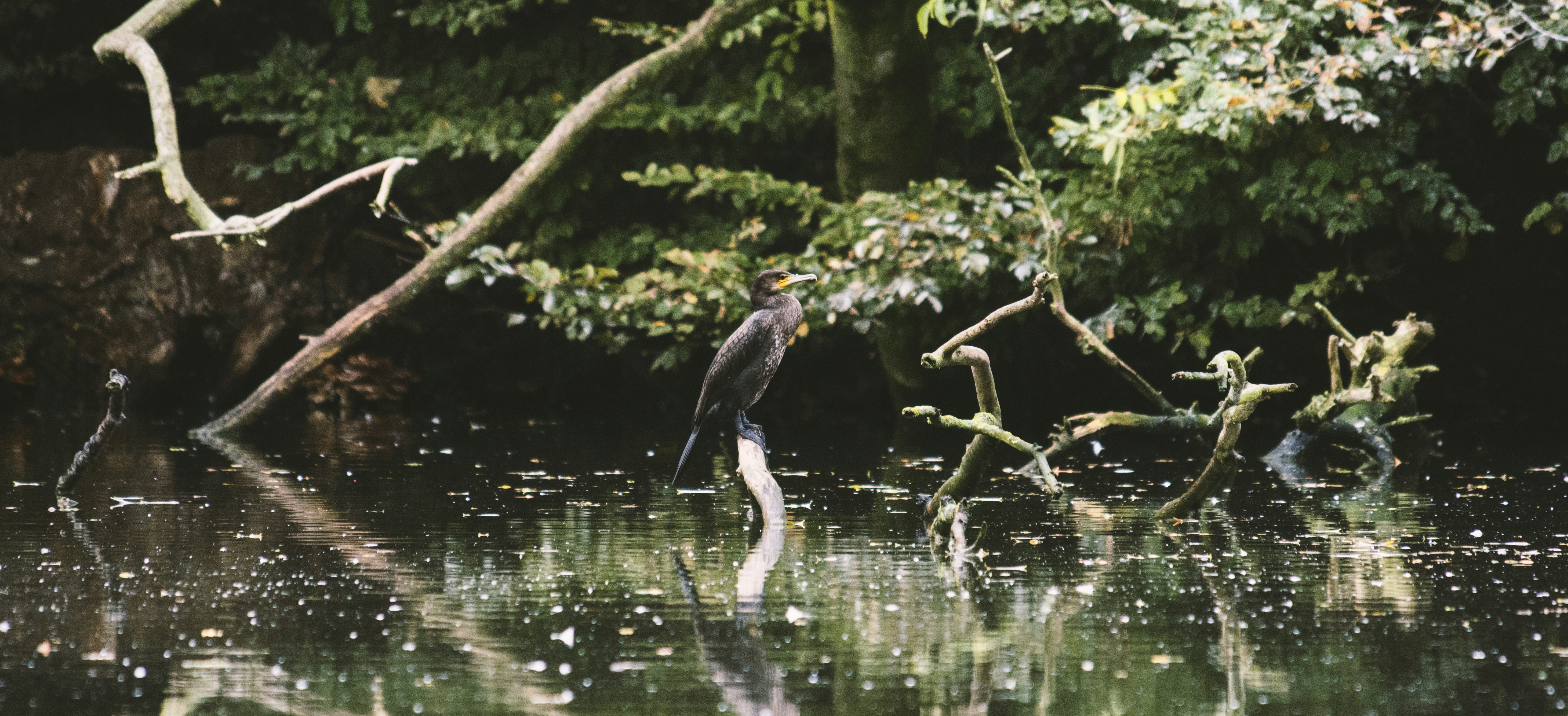 Forest Pond Sentinel: Heron Perched Amid Reflections and Branches