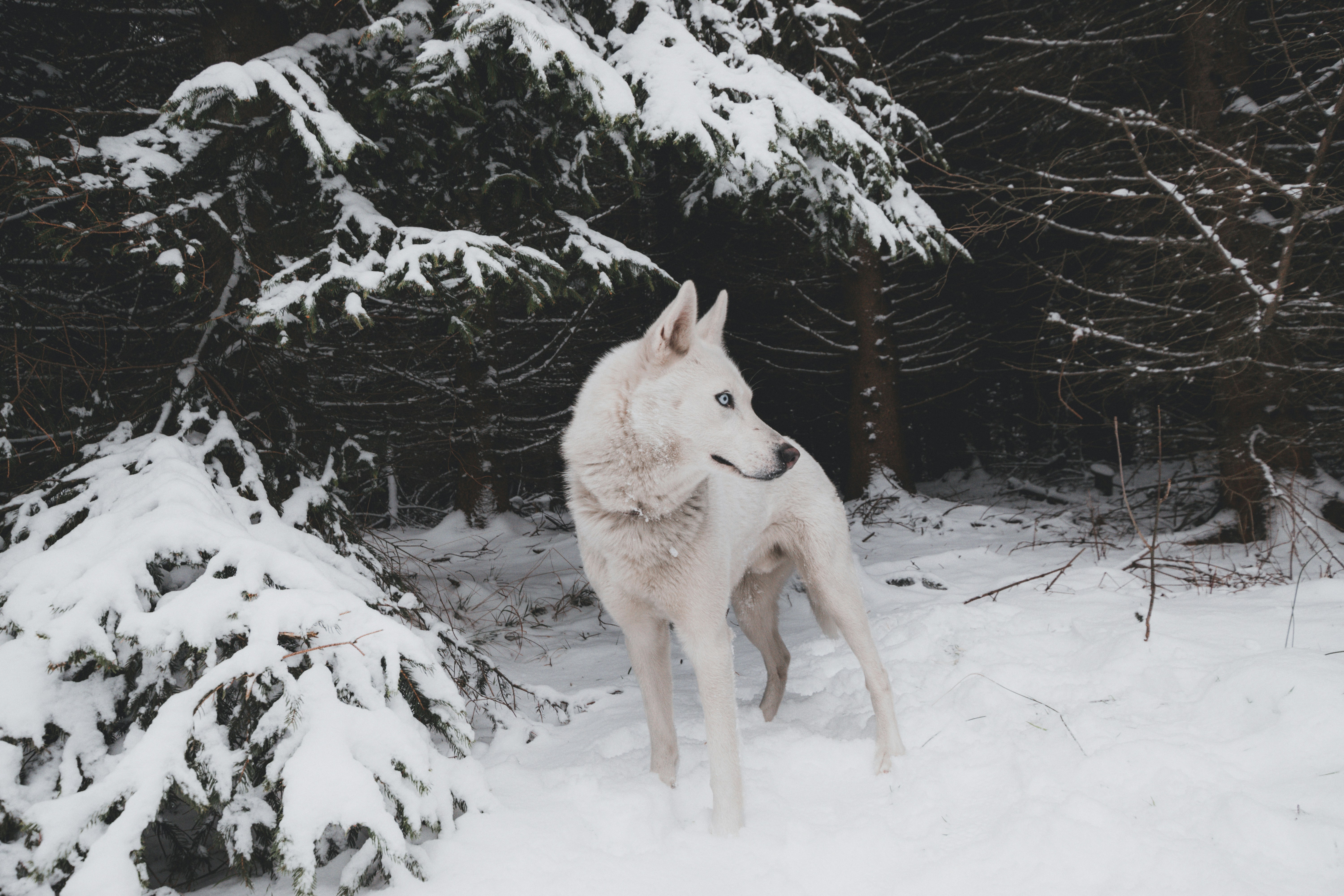 Husky Hiver Photos | Télécharger des images gratuites sur Unsplash