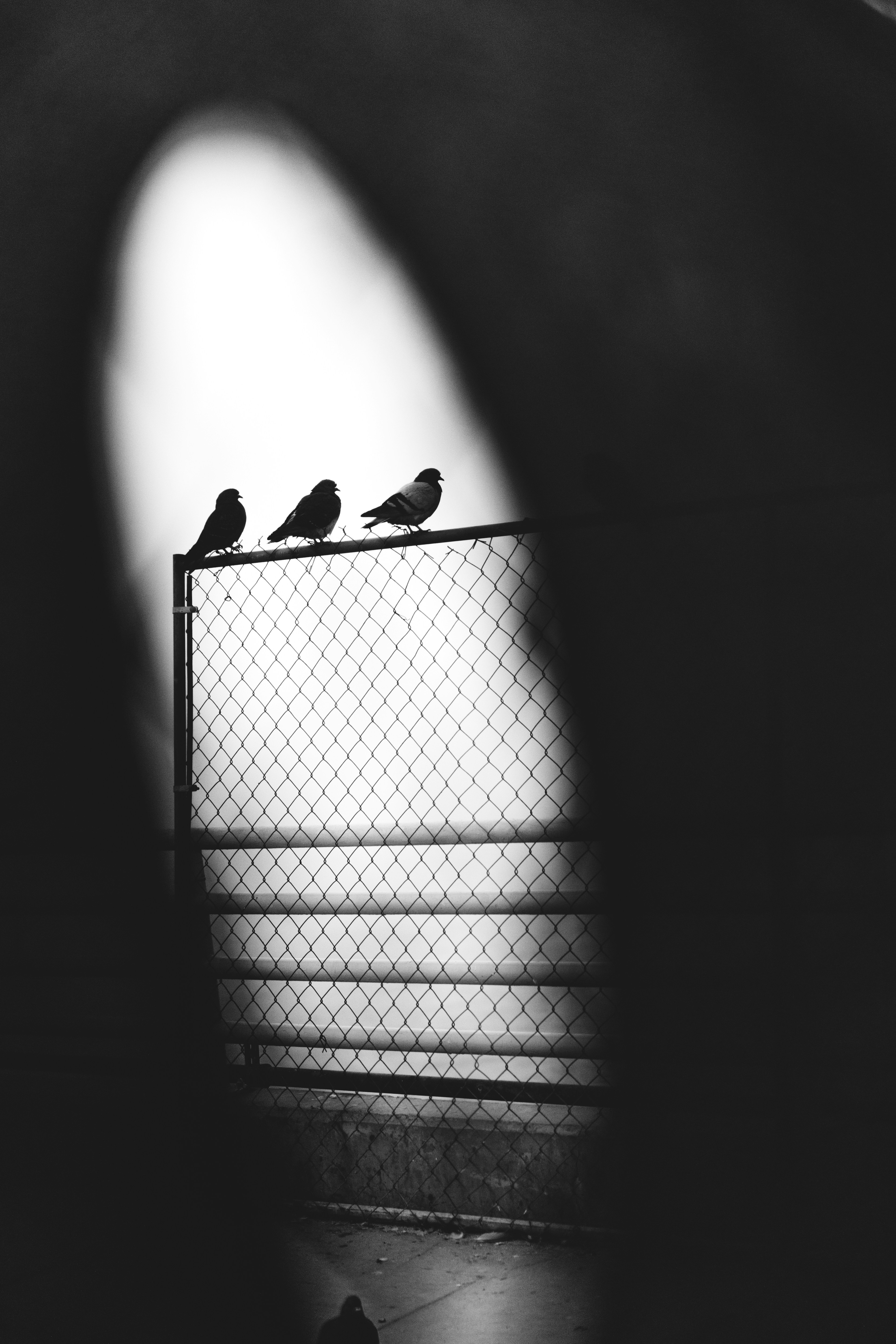 Three pigeons perched on a chain-link fence, framed by an archway in grayscale.