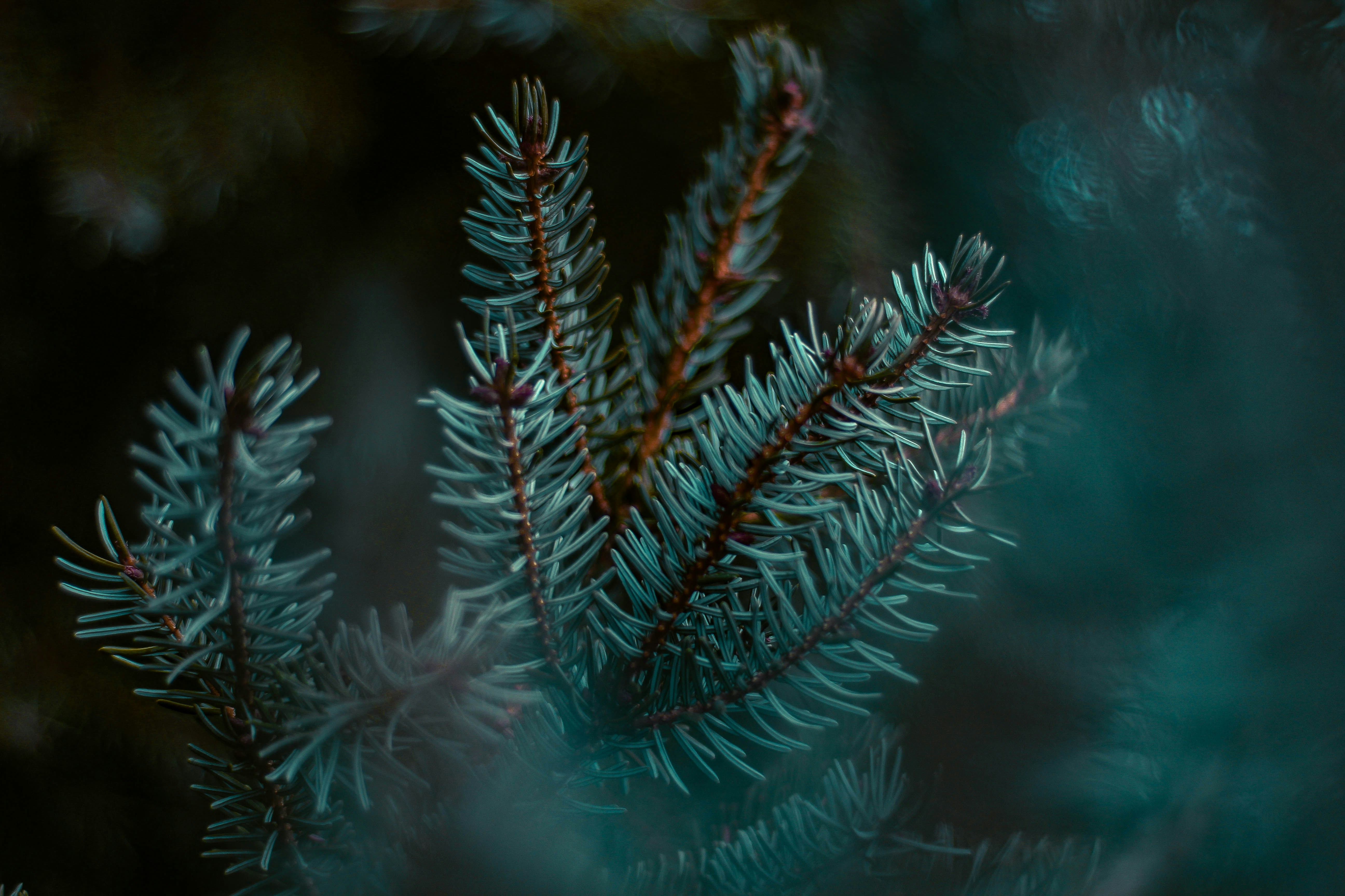 Close-up of pine needles in tilt-shift effect, creating a dreamy focus on the vibrant green foliage.