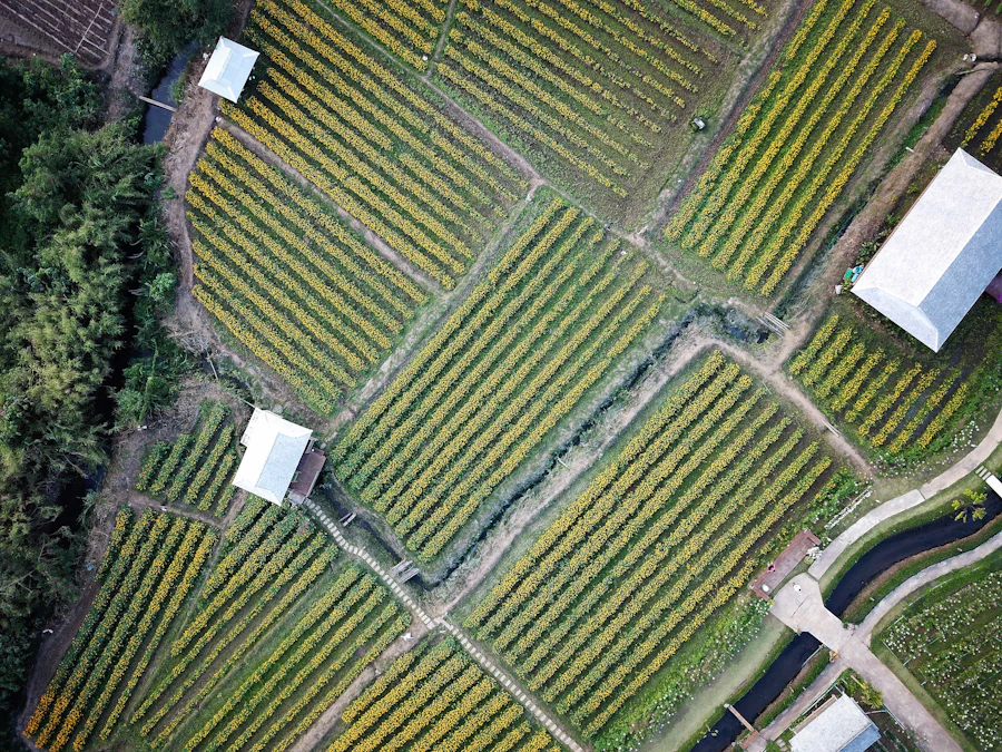 Top-down view of neatly striped खेत plots divided by dirt paths, with a few white-roofed structures at the edges and dense trees along the left side.