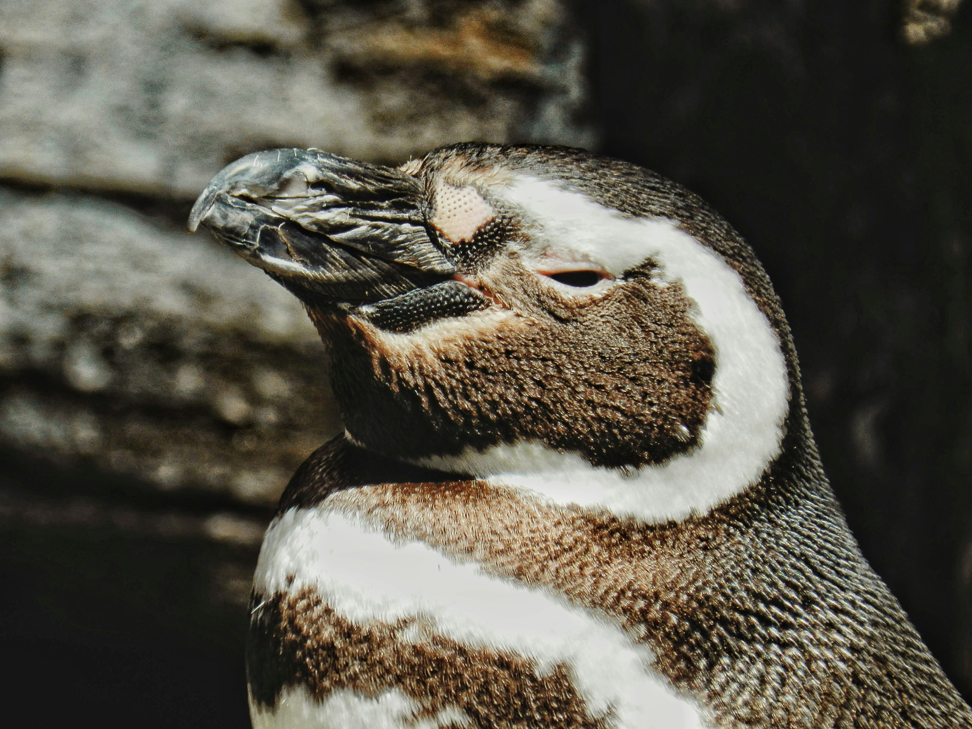 Close-up of a penguin's head, highlighting textured brown and white plumage against a rocky background.
