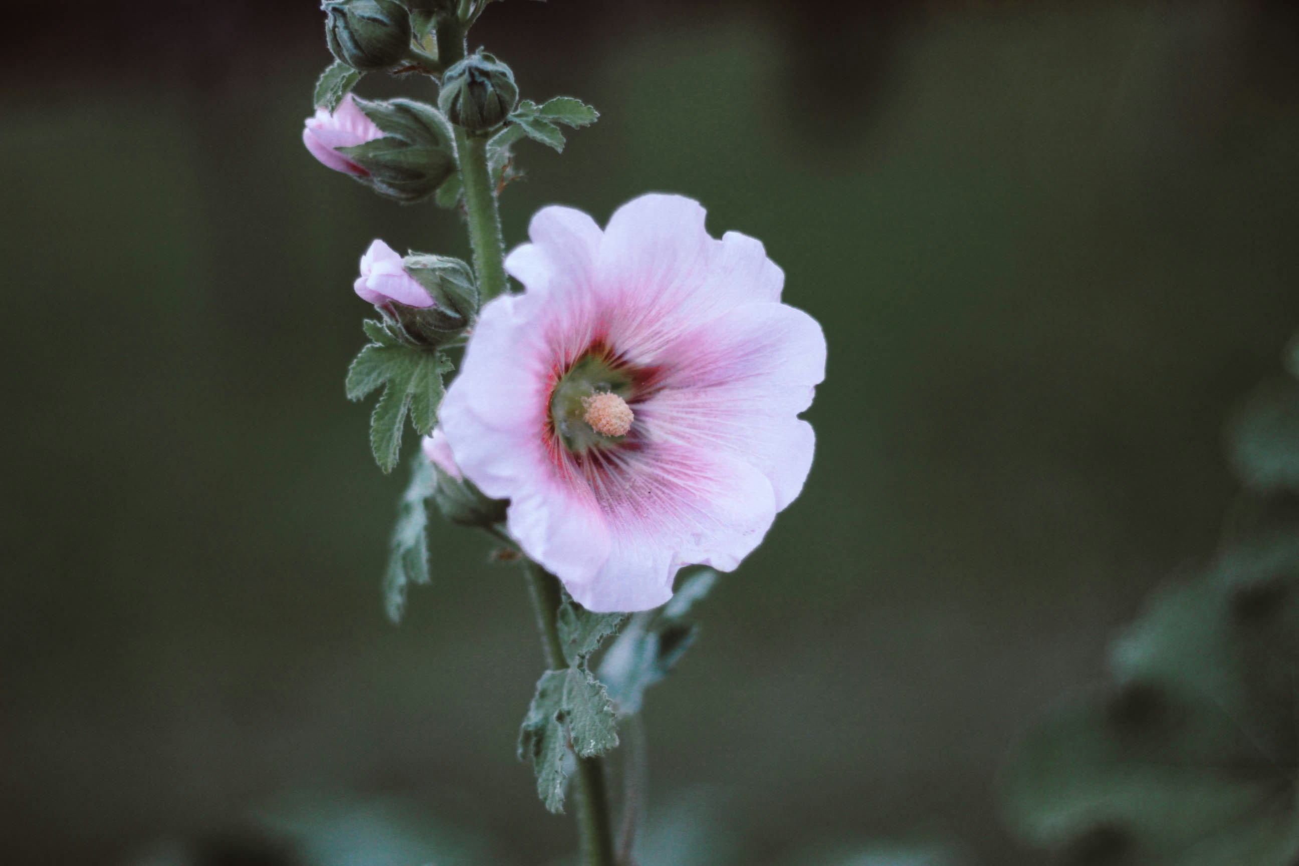 Shallow shot of pink flower photo – Free Flower Image on Unsplash