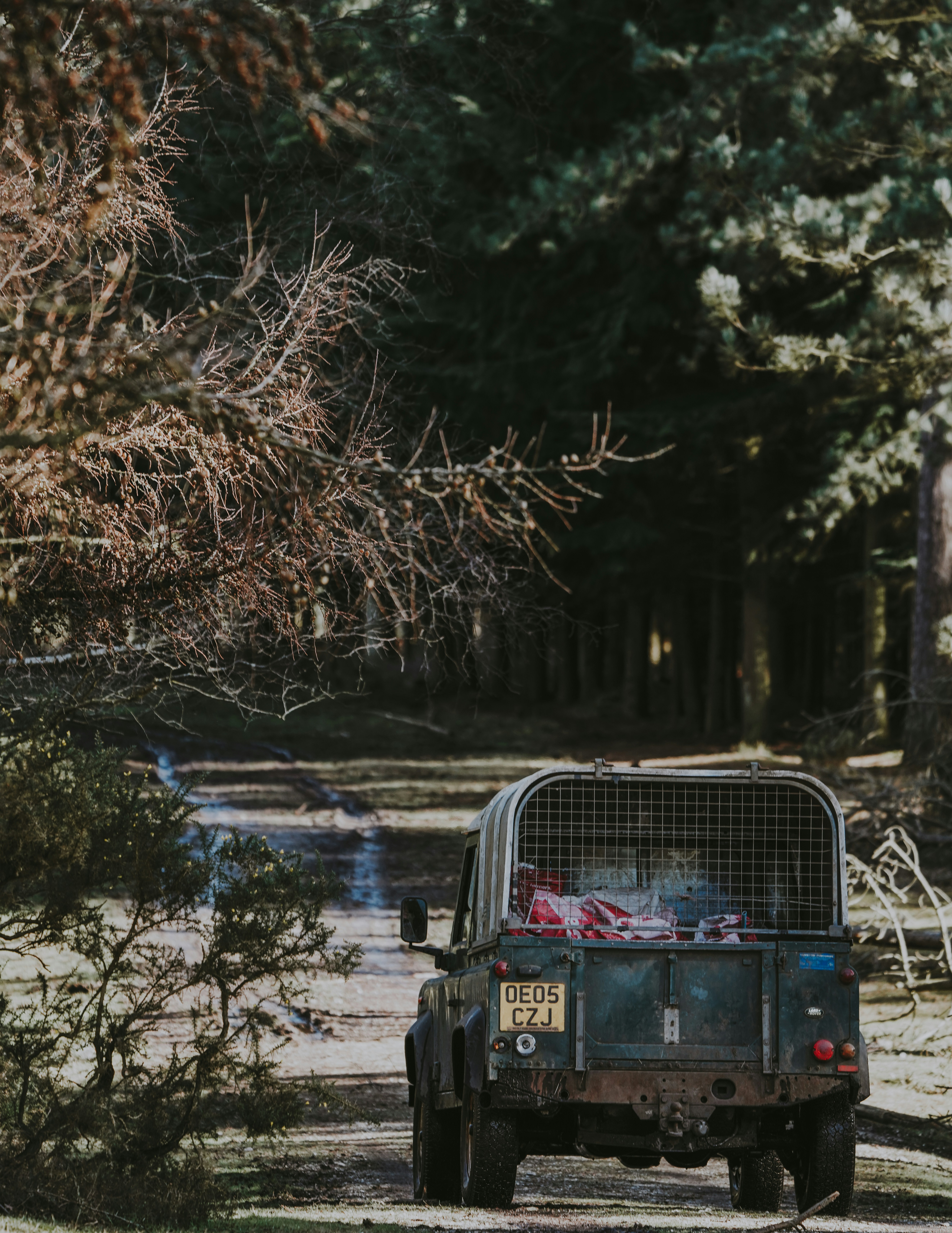 Guarded by Pines: Weathered Utility Truck on a Forest Road