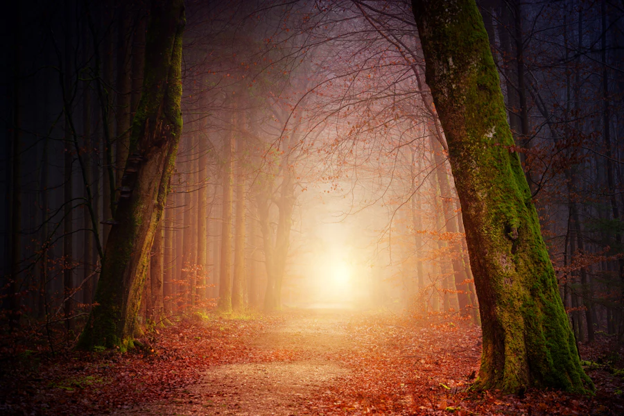 A misty woodland path glows with warm light at the center, framed by tall mossy trees and bare branches. Fallen leaves carpet the ground in deep reds and oranges.