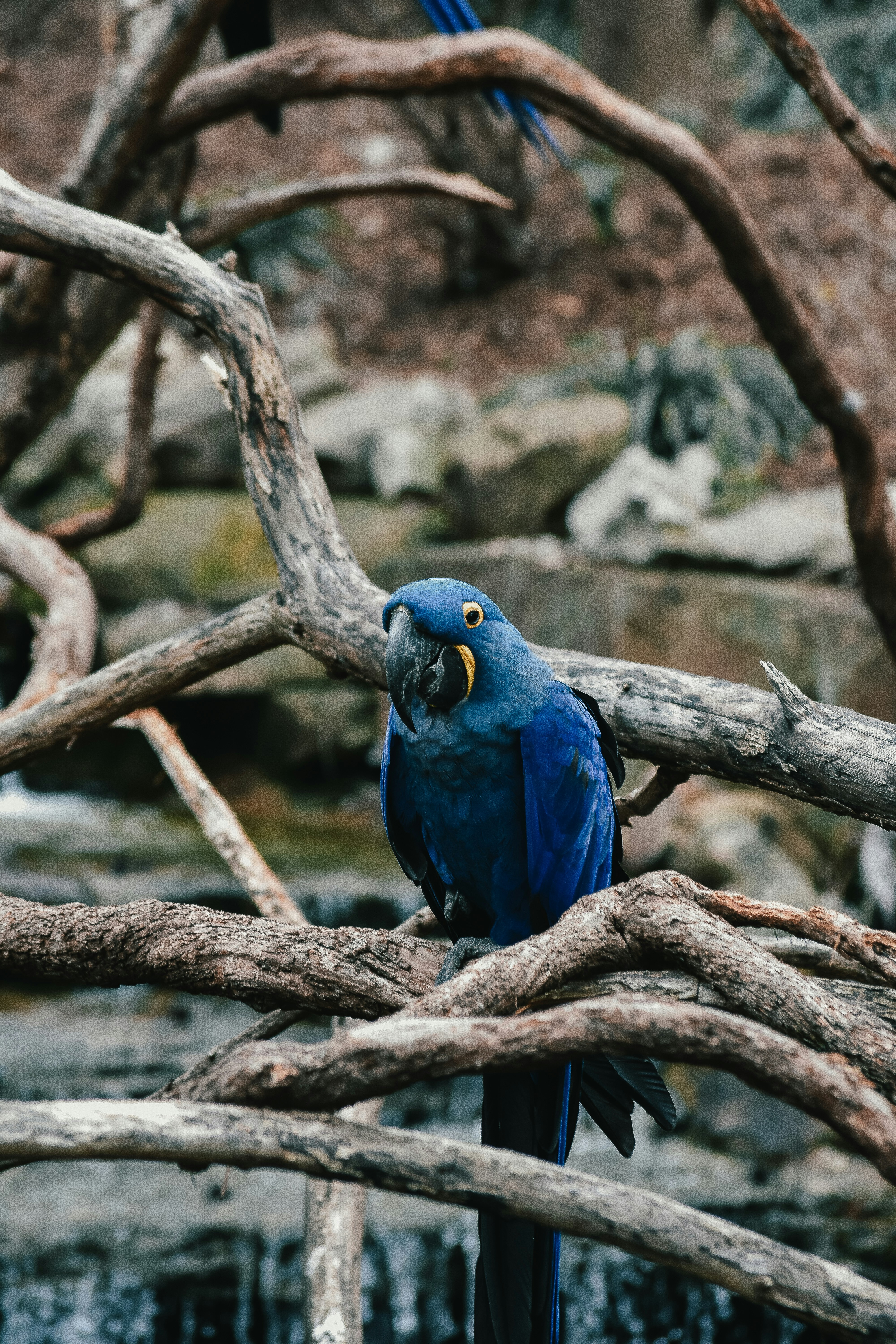 Hyacinth macaw resting on a twisted branch amidst a lush forest backdrop. The vibrant blue feathers contrast beautifully with the earthy tones of the surroundings.