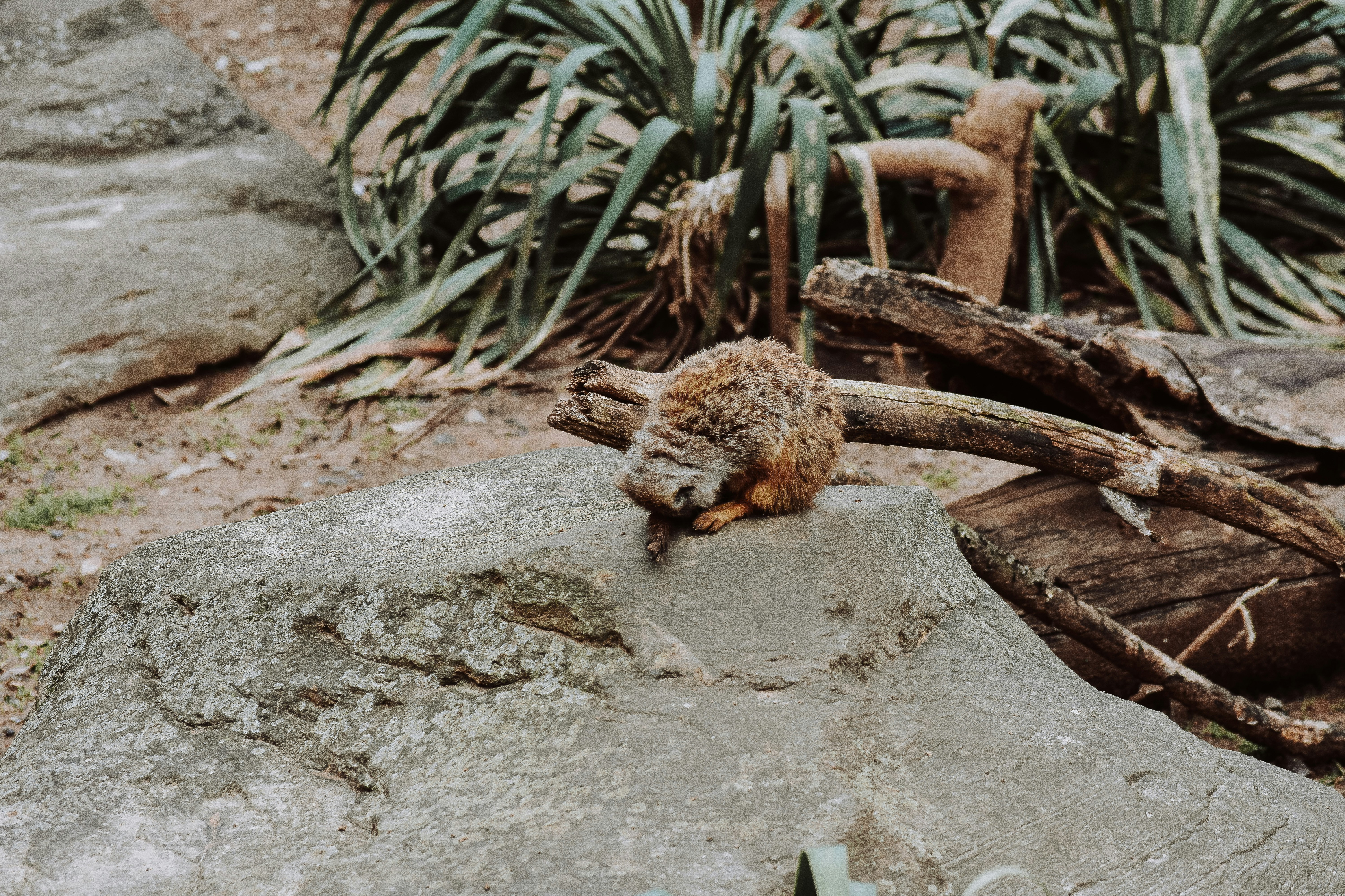 Curious Squirrel on a Weathered Rock in a Quiet Garden