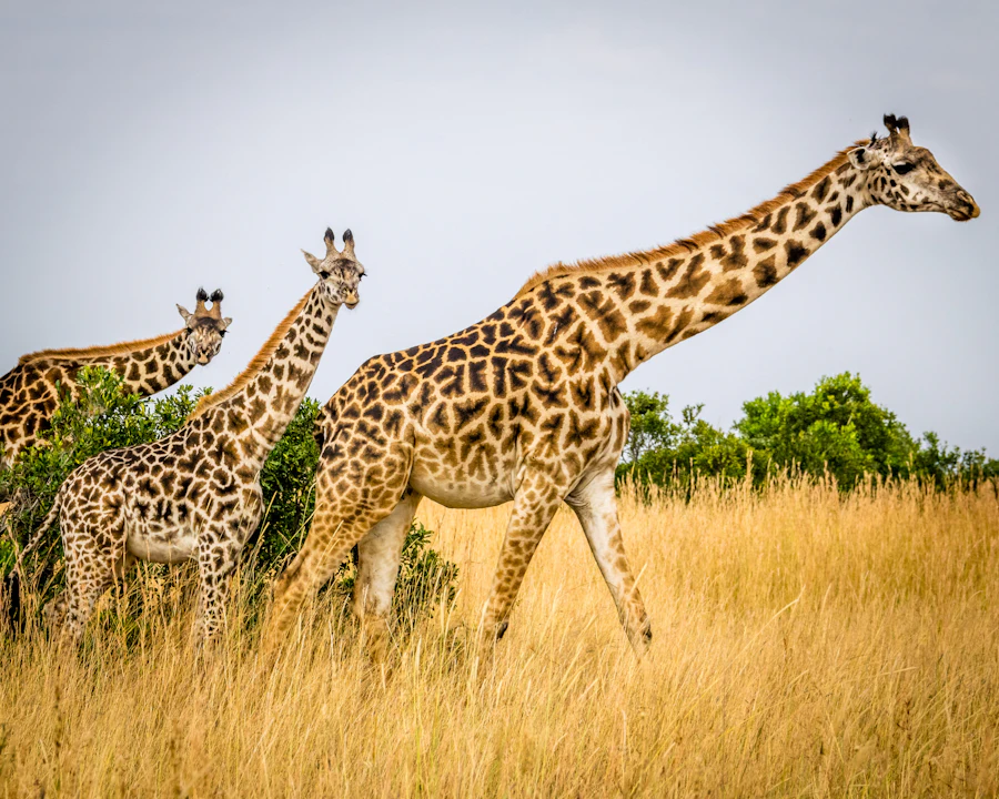 Three giraffes move through tall golden grass with low green shrubs behind them and a pale open sky above. The largest giraffe leads the group to the right.
