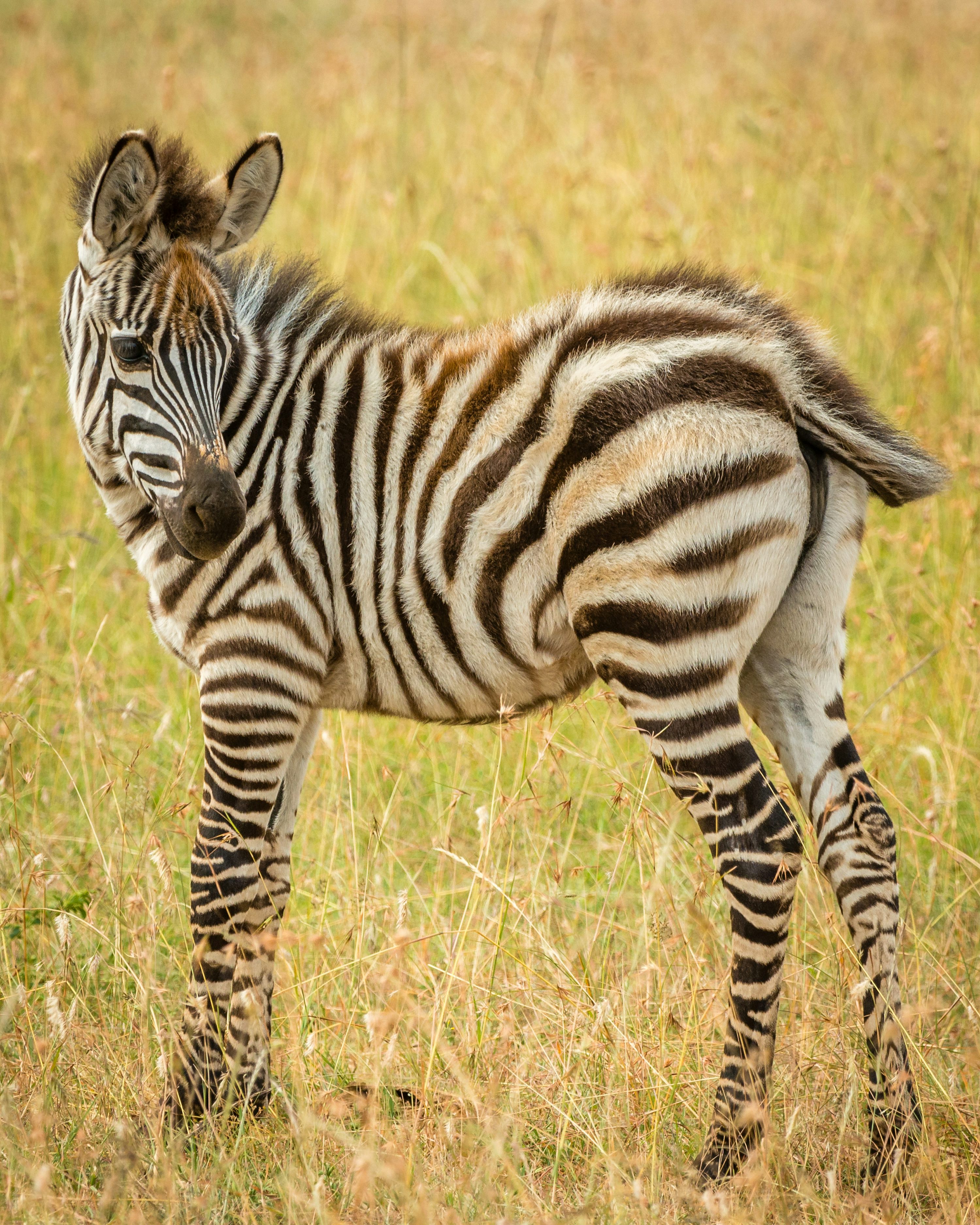 500+ Zebra Pictures | Télécharger des images gratuites sur Unsplash 500+ Zebra Pictures | Télécharger des images gratuites sur Unsplash