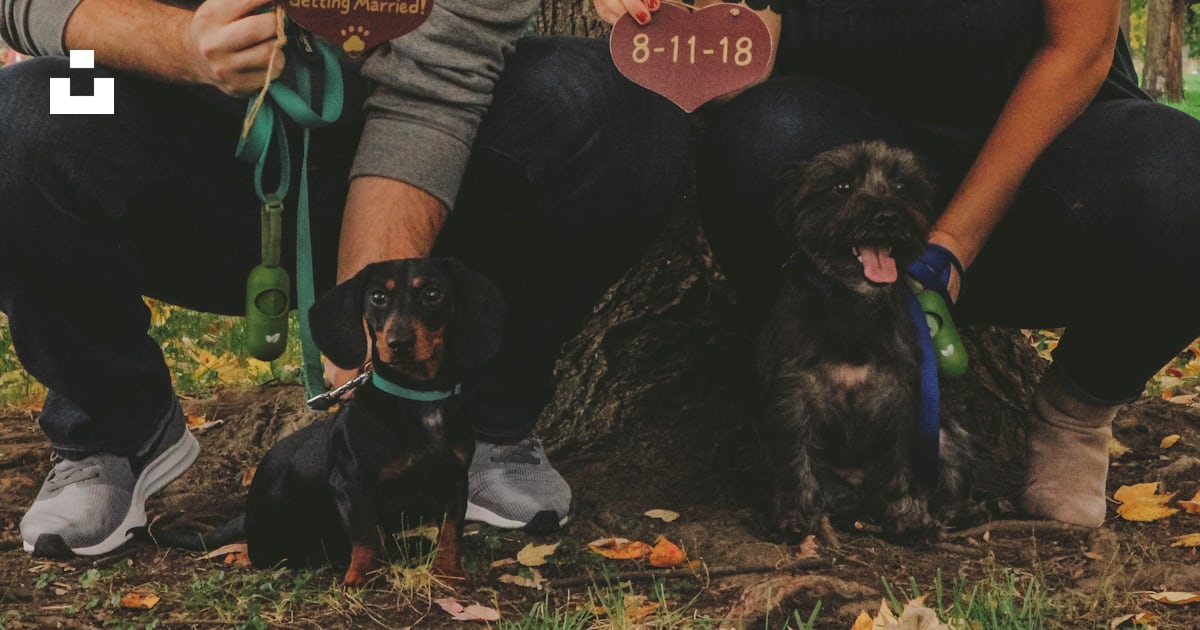 木にもたれかかっている犬を抱いている男性の横で犬を抱いている女性の写真 Unsplashのイヌの無料画像