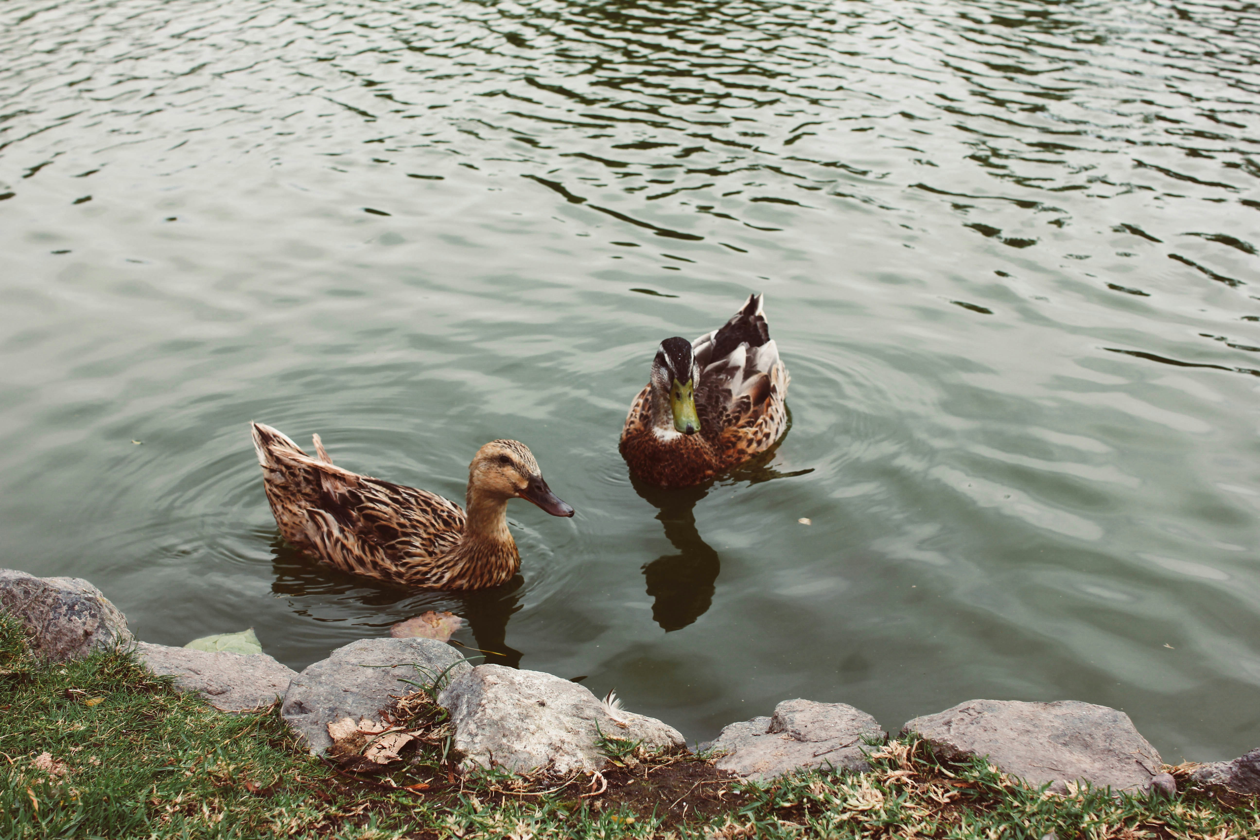 Two ducks swimming gracefully in a calm pond, surrounded by stones and lush grass. The tranquil scene captures the essence of nature's harmony.