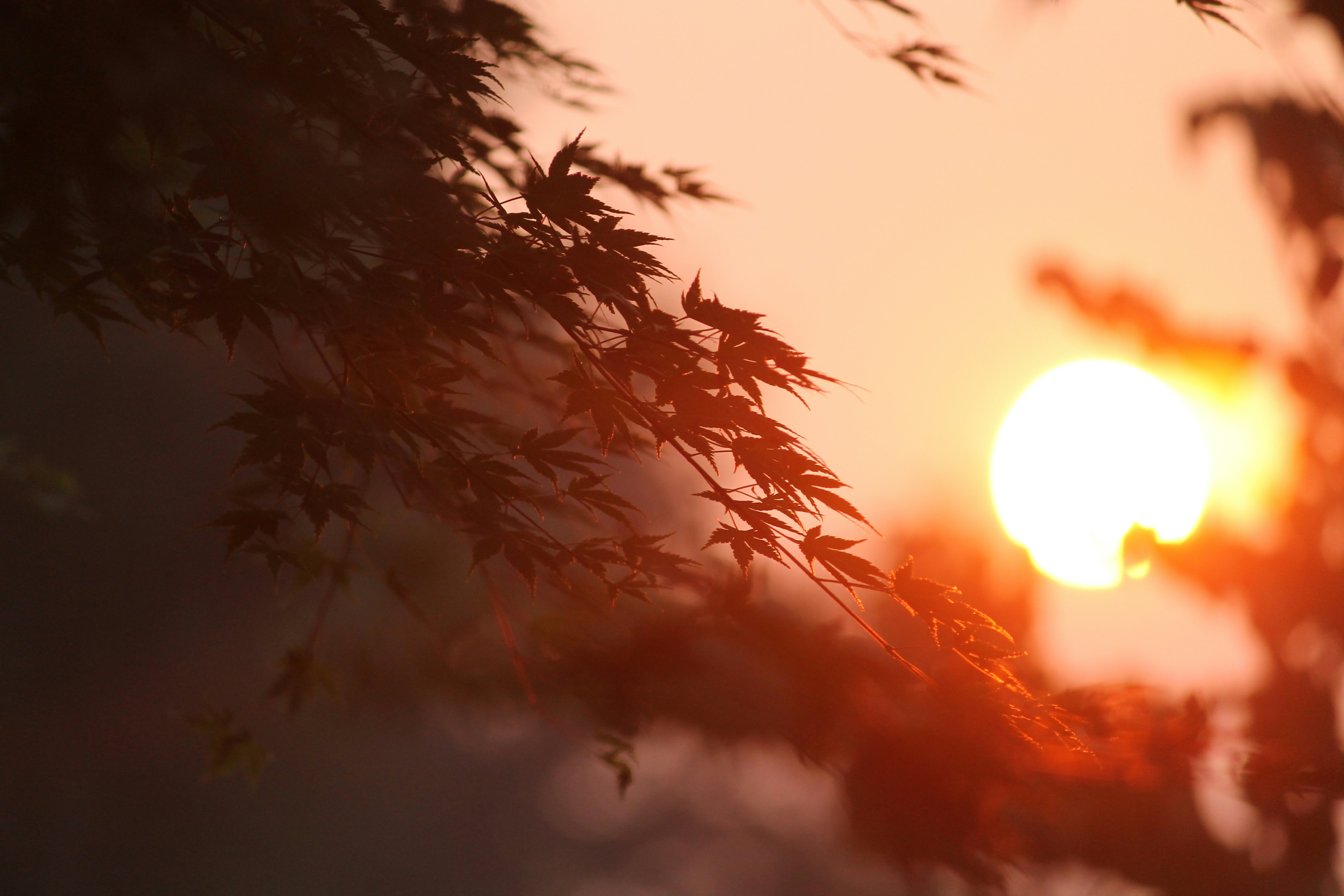 This shot came from home! The sun was a beautiful bright orange and the the aura it gave made the shot. | closeup photography of tree leaves under sunset