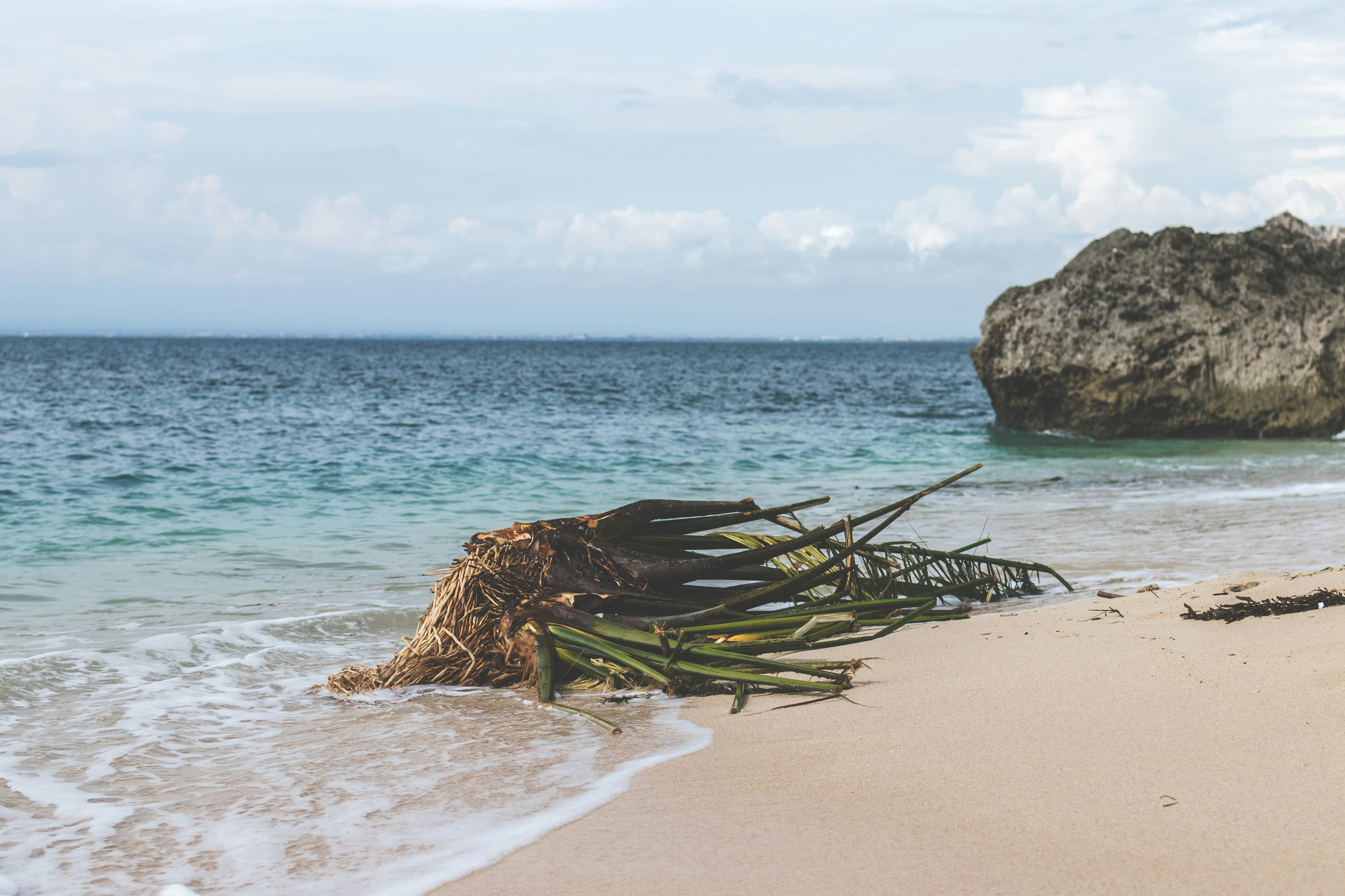 Driftwood and Sea: A Quiet Moment by the Shore