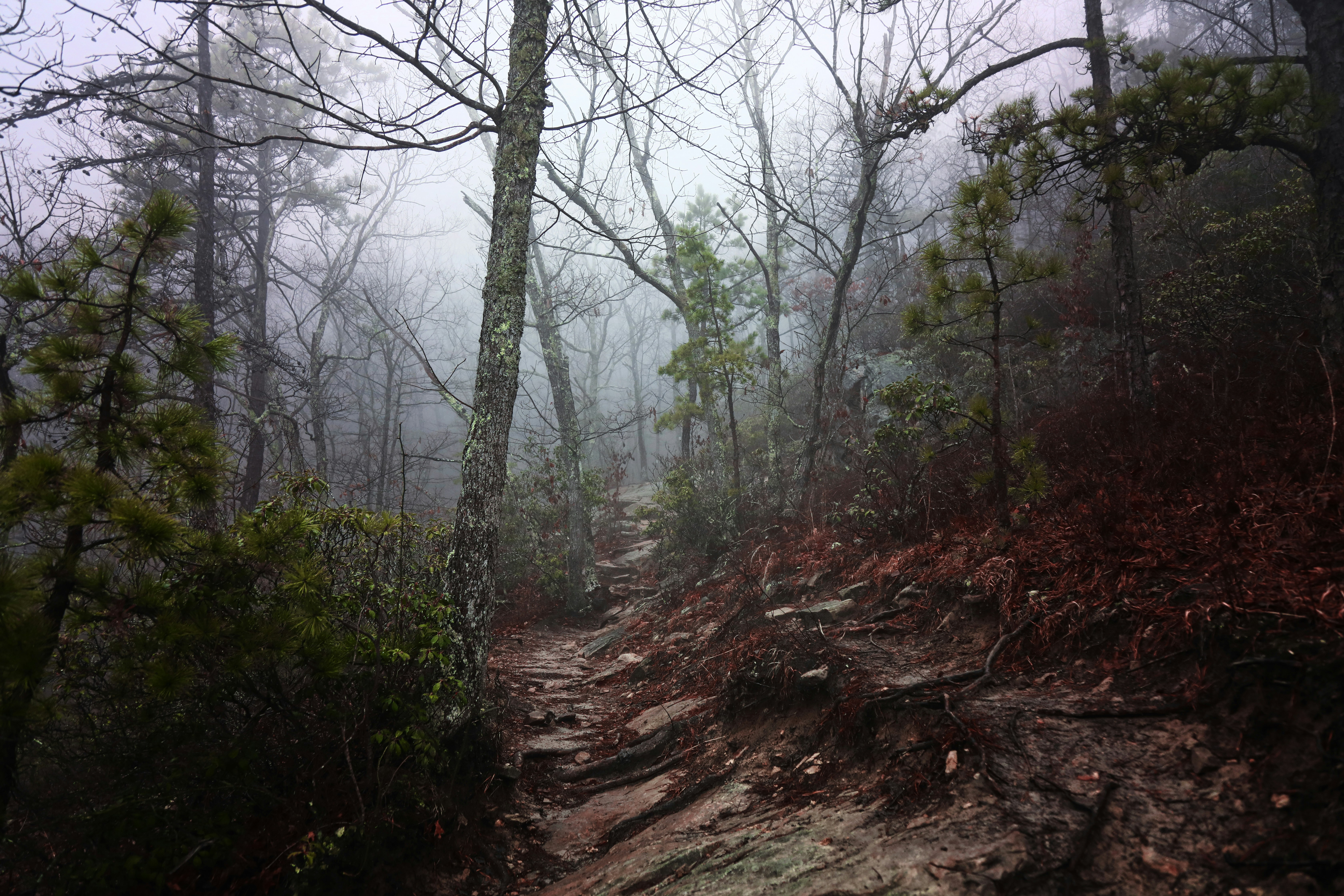 Foggy forest trail with bare trees and scattered rocks, enveloped in mist.