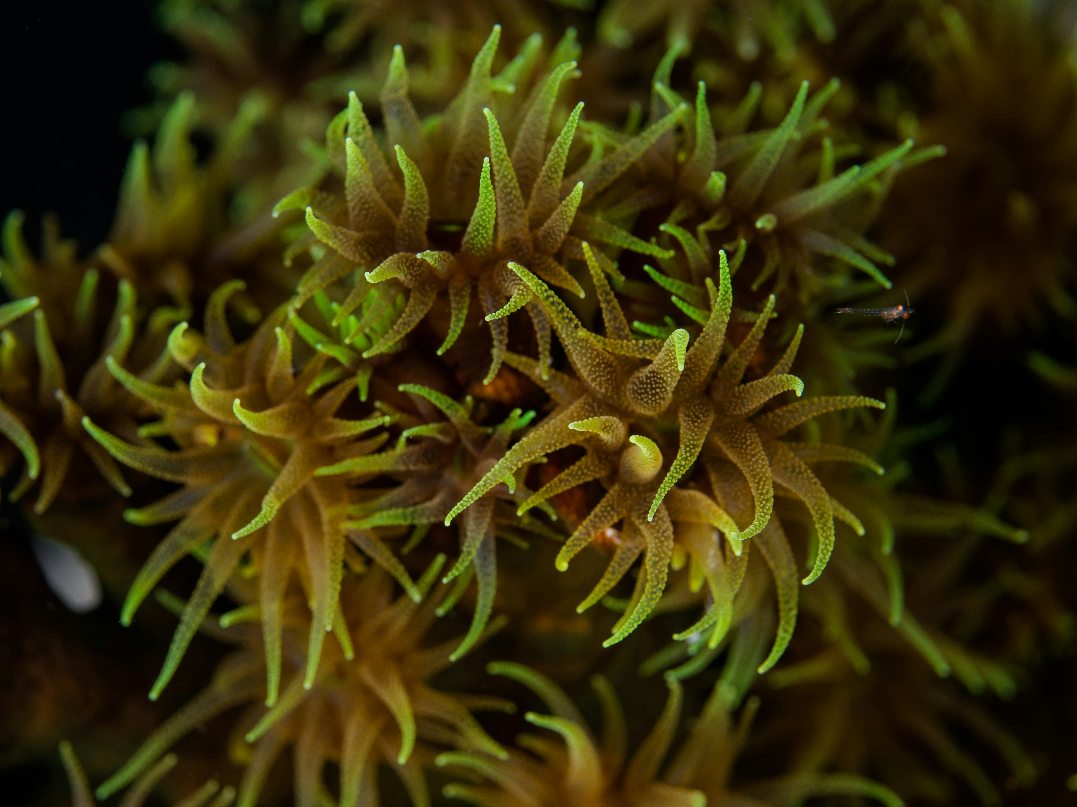 Close-up of vibrant coral polyps extending their tentacles in a dynamic underwater scene.