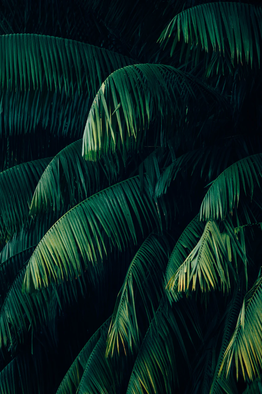Overlapping palm fronds lit by moody green highlights against a nearly black background. Dense tropical leaves fill the frame with sweeping diagonal texture.