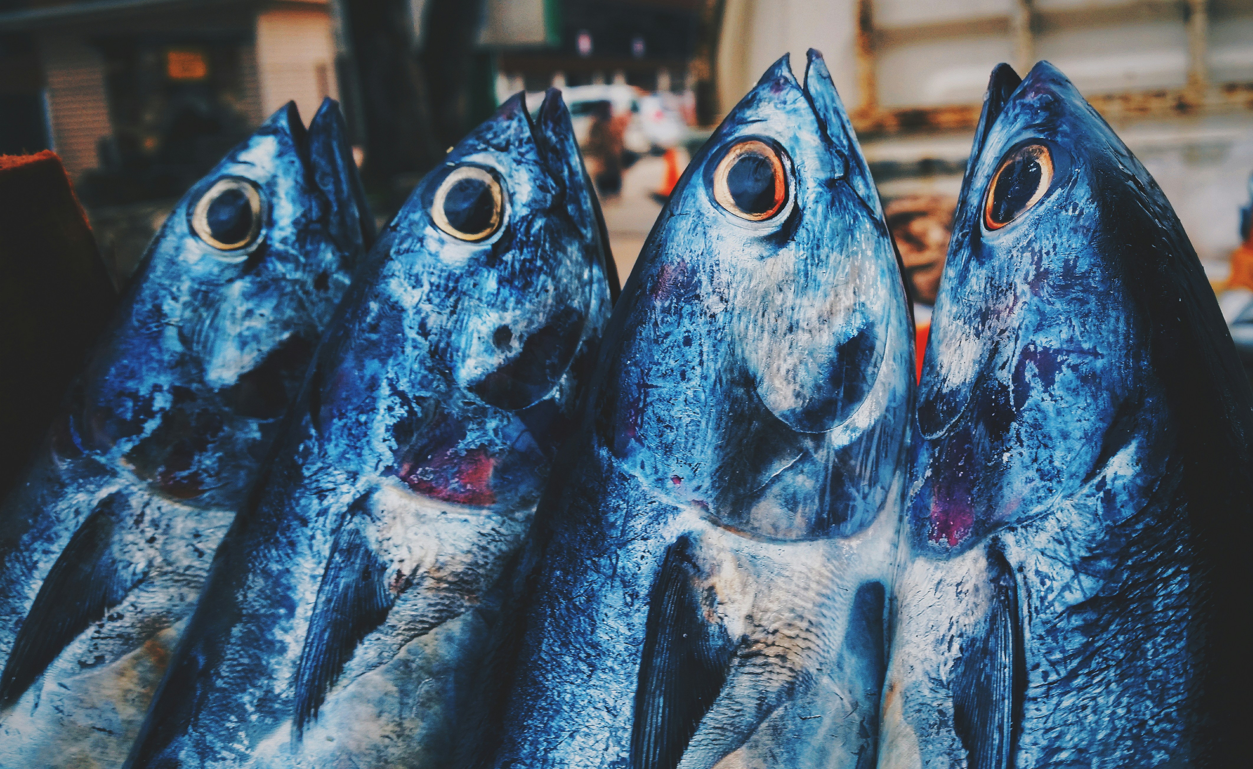 Blue Reflections: A Study in Fresh CatchMuhammed Kara