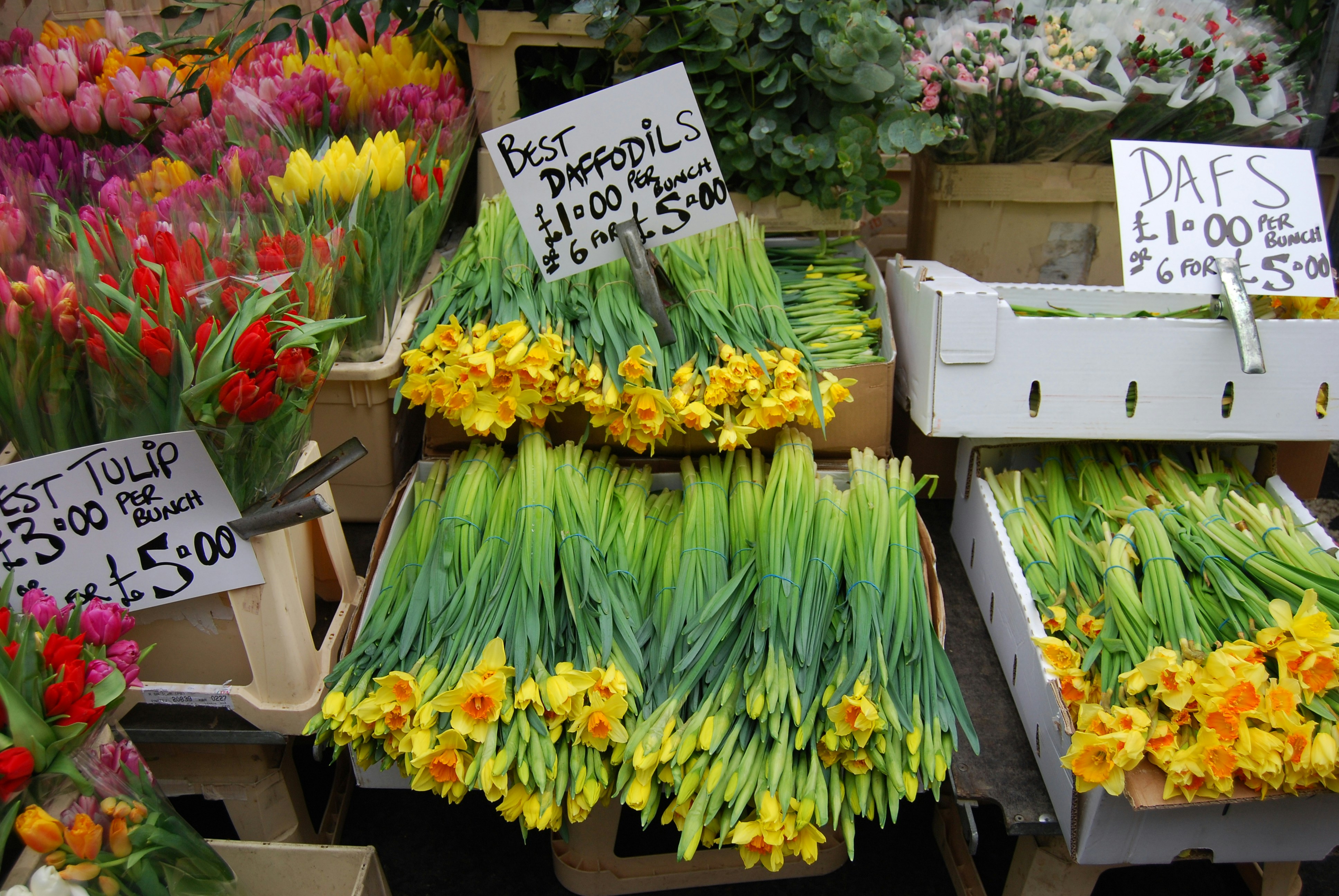assorted-color petaled flowers