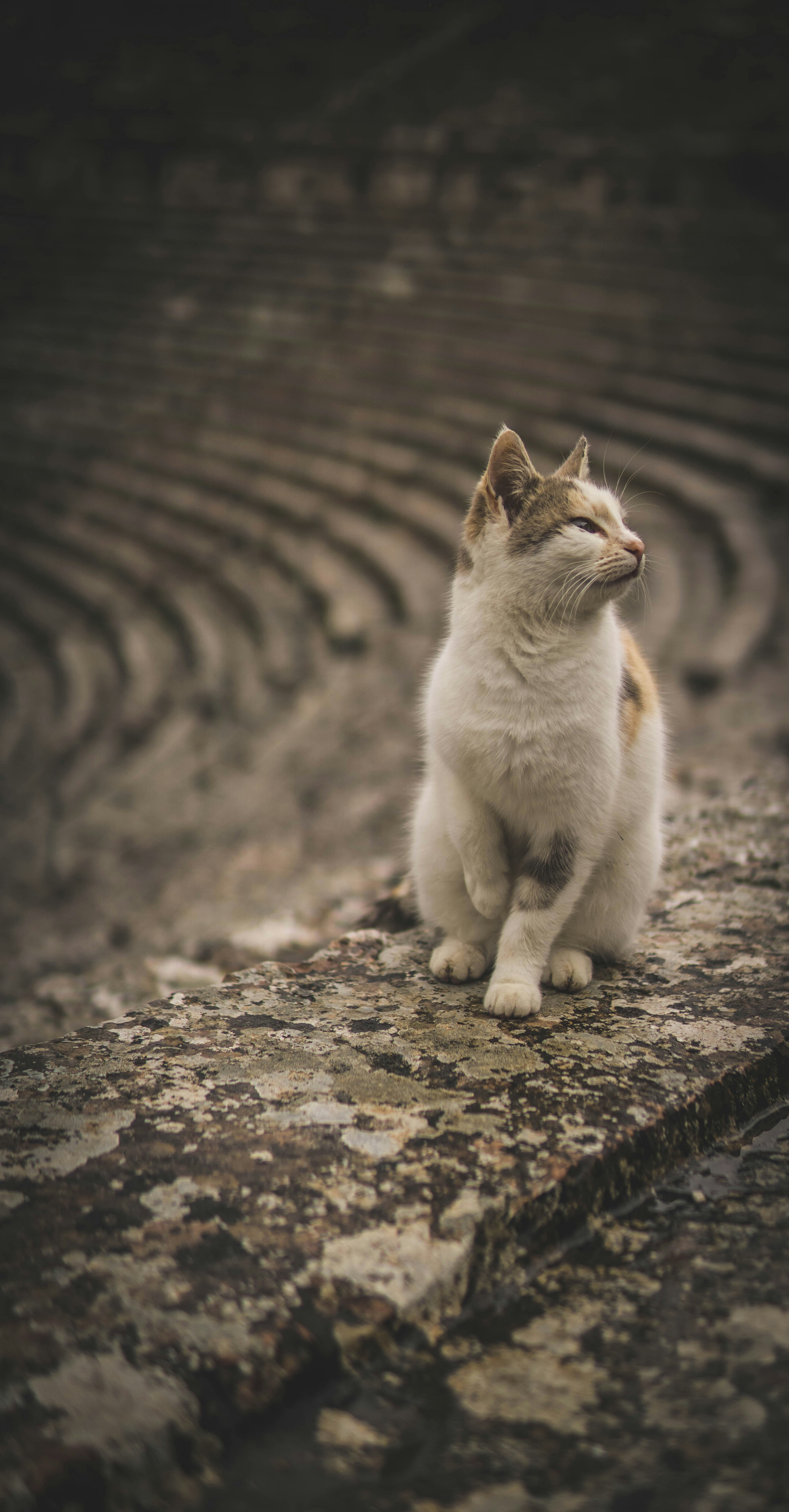 Cat sitting on weathered stone steps with ancient amphitheater in the background.