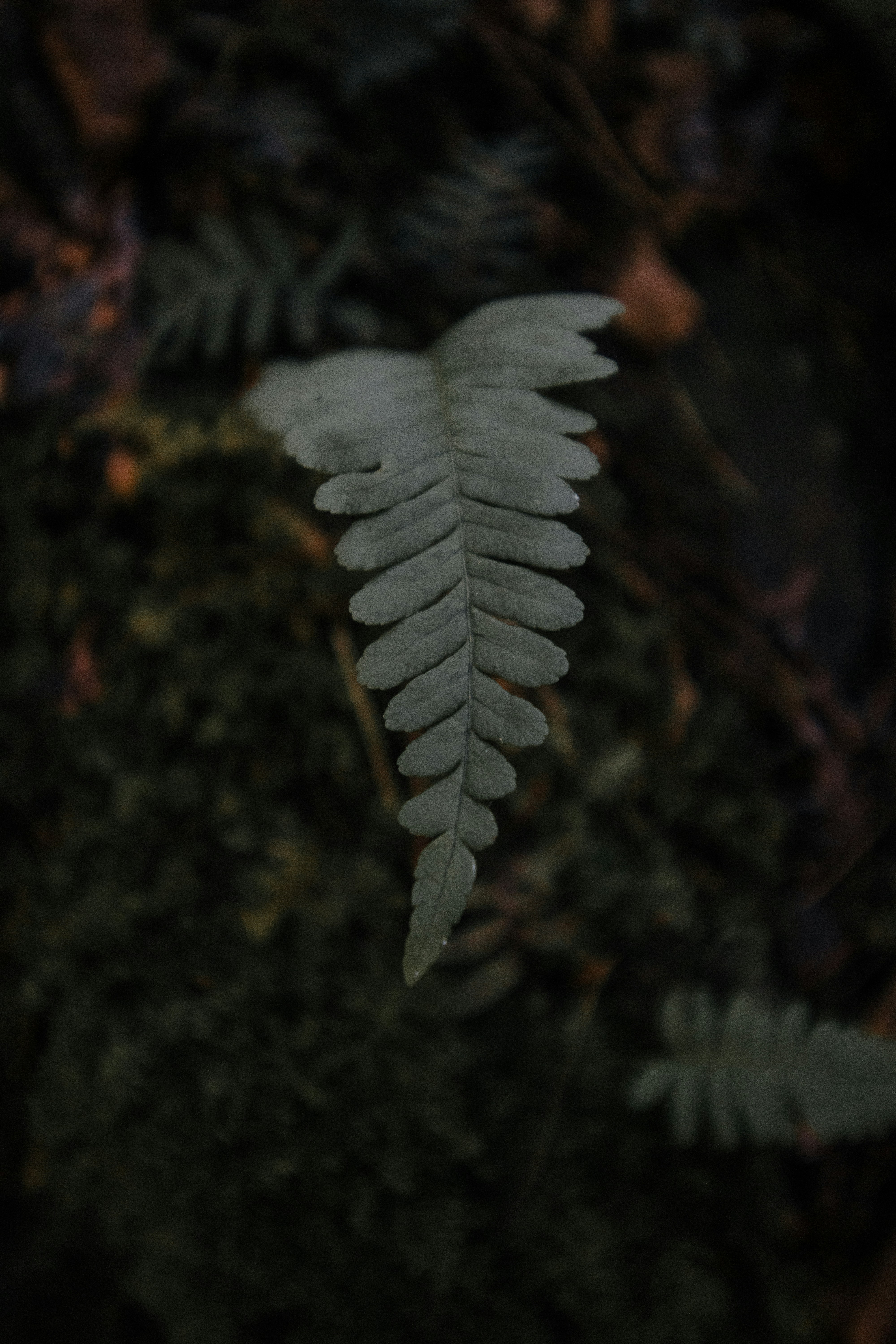 Solitary Fern Frond in Velvet Shadow