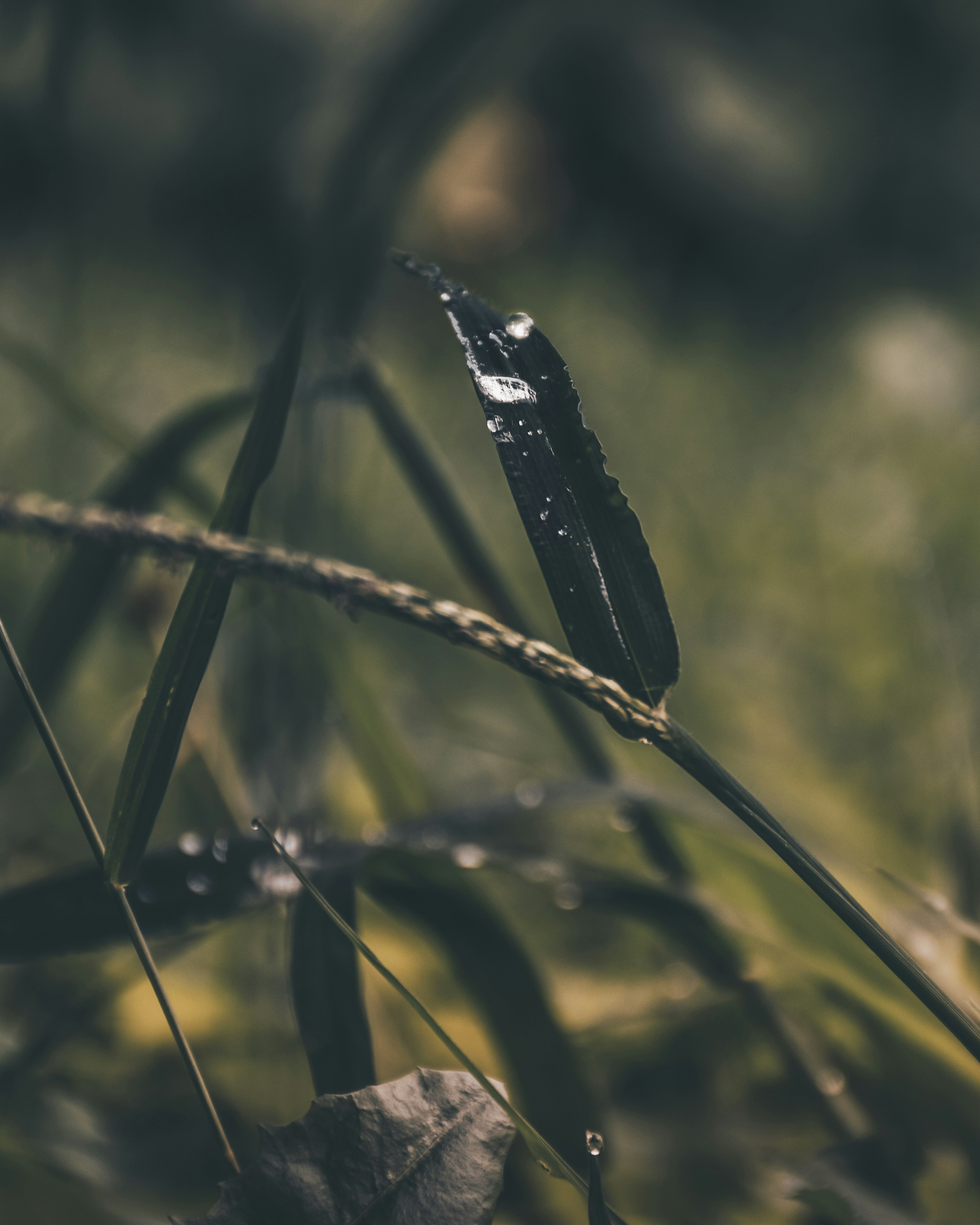 Dew-gleam on a lone blade among tangled stems