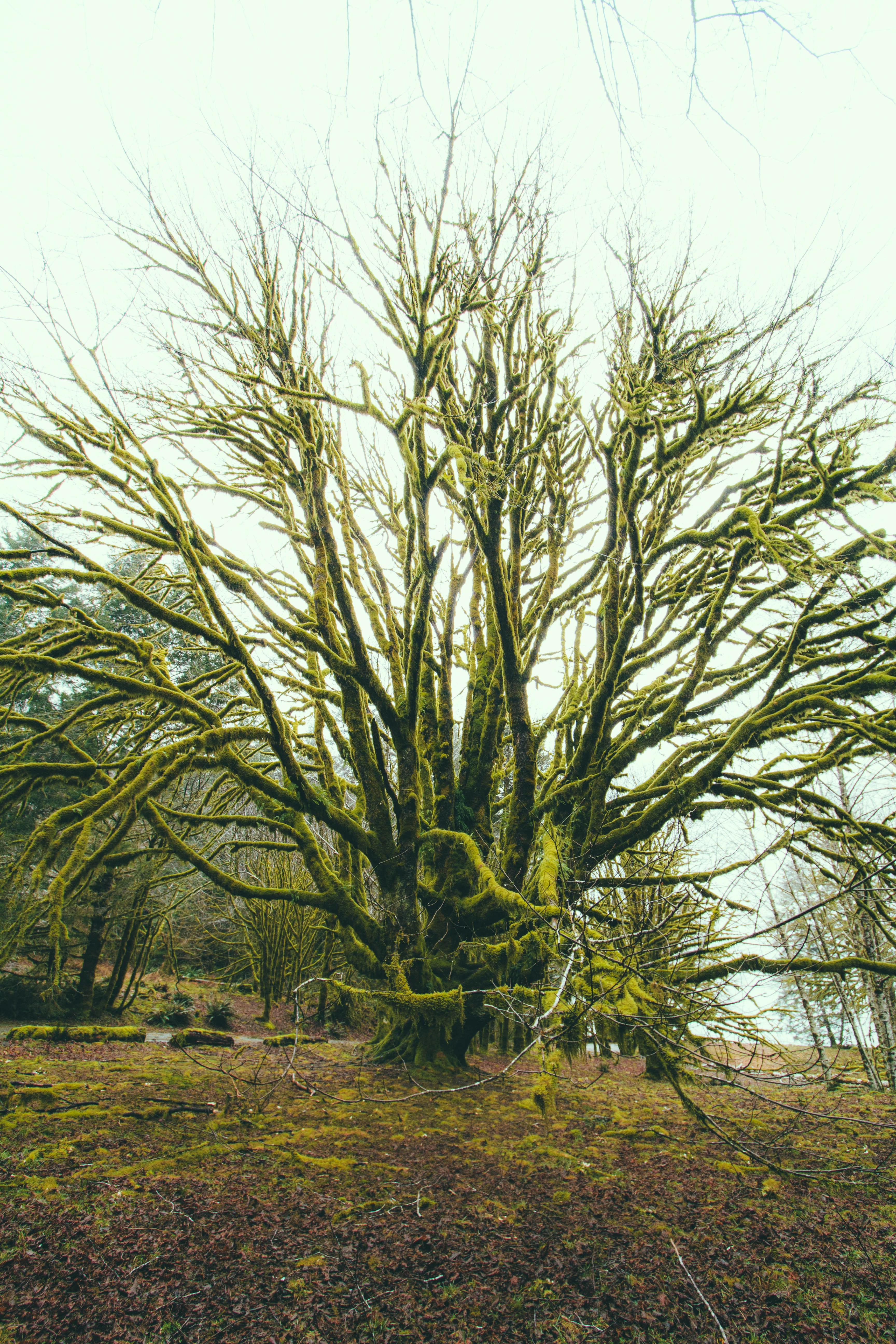 A majestic tree draped in moss stands tall amidst a serene landscape, showcasing nature's intricate beauty and resilience.