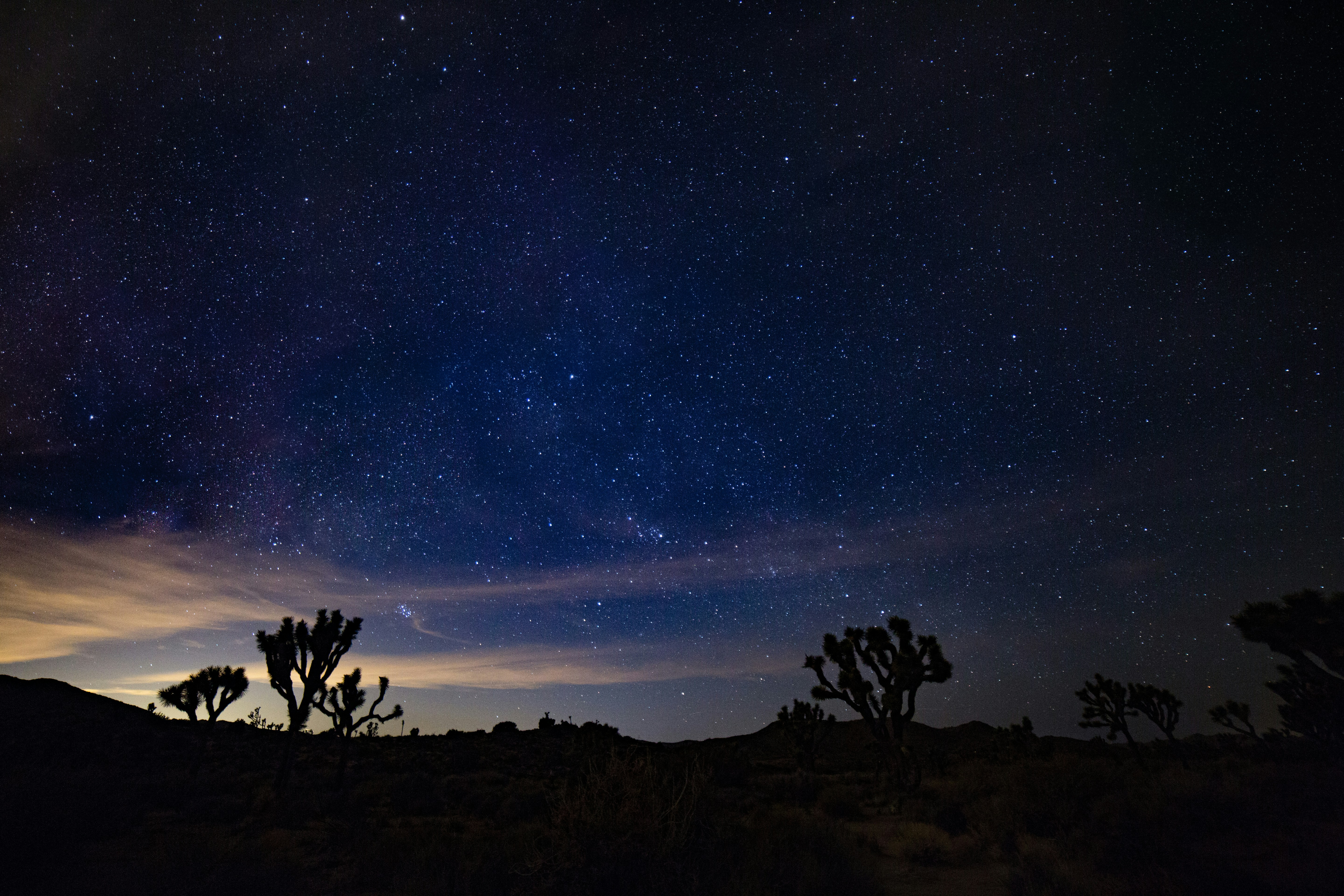 After shooting the lunar eclipse a couple weeks ago I felt inspired to make a trip to Joshua Tree. This photo was taken on the side of the road on my way to Keys View =) | silhouette photo of tree during night time