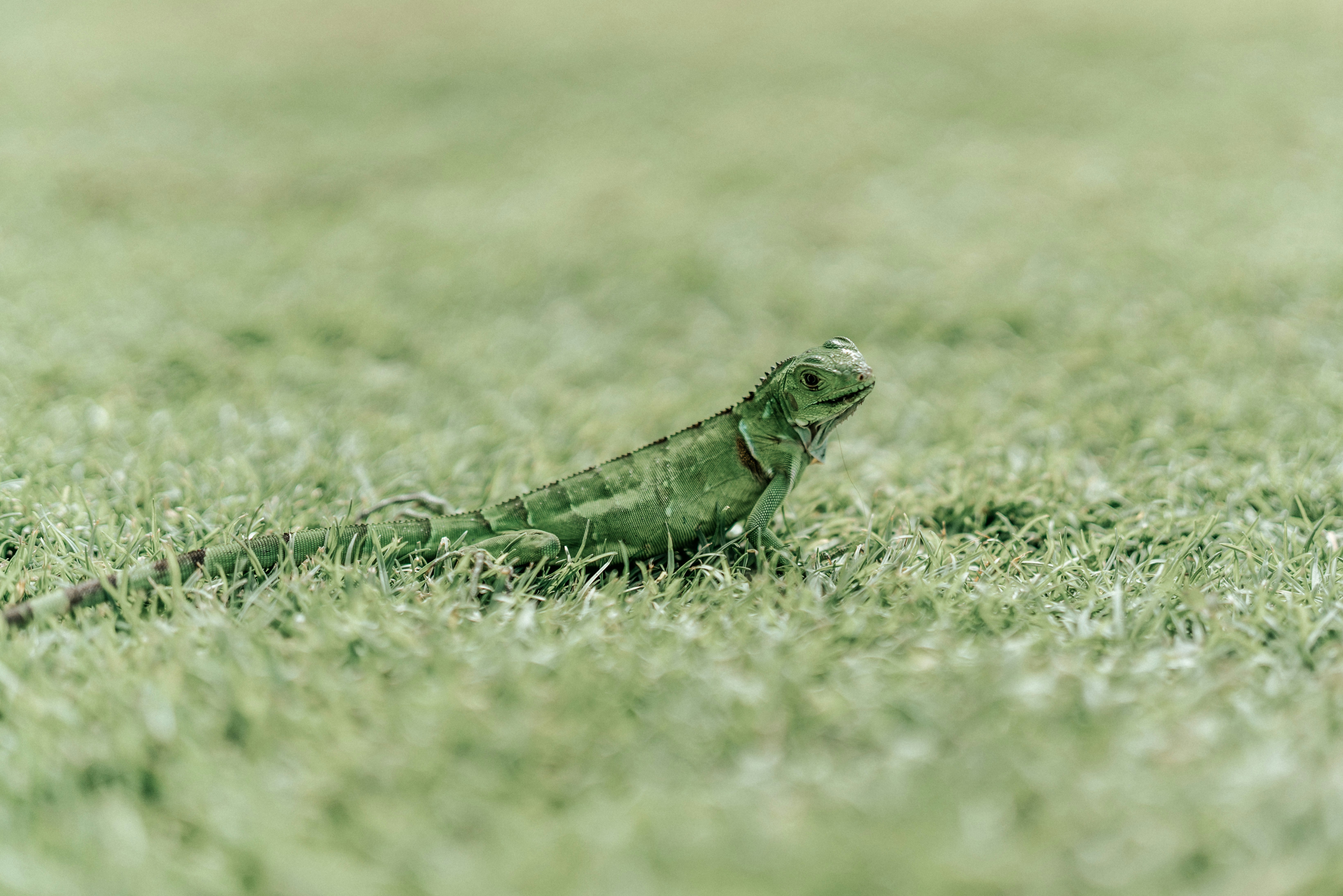 Green iguana on green grass field during daytime photo – Free Aruba ...