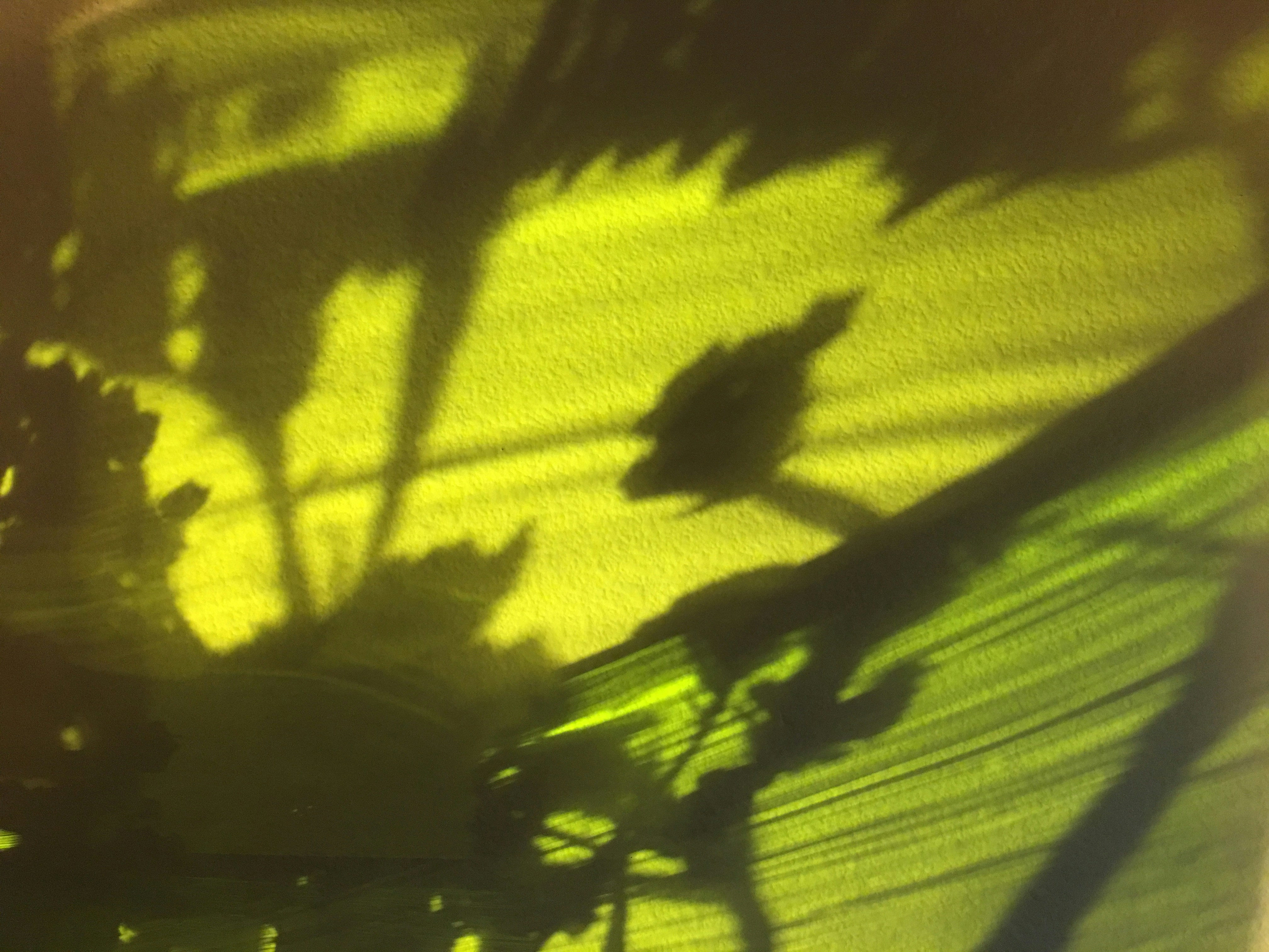 Surprise imprint caught my eye at dawn on my entry wall.