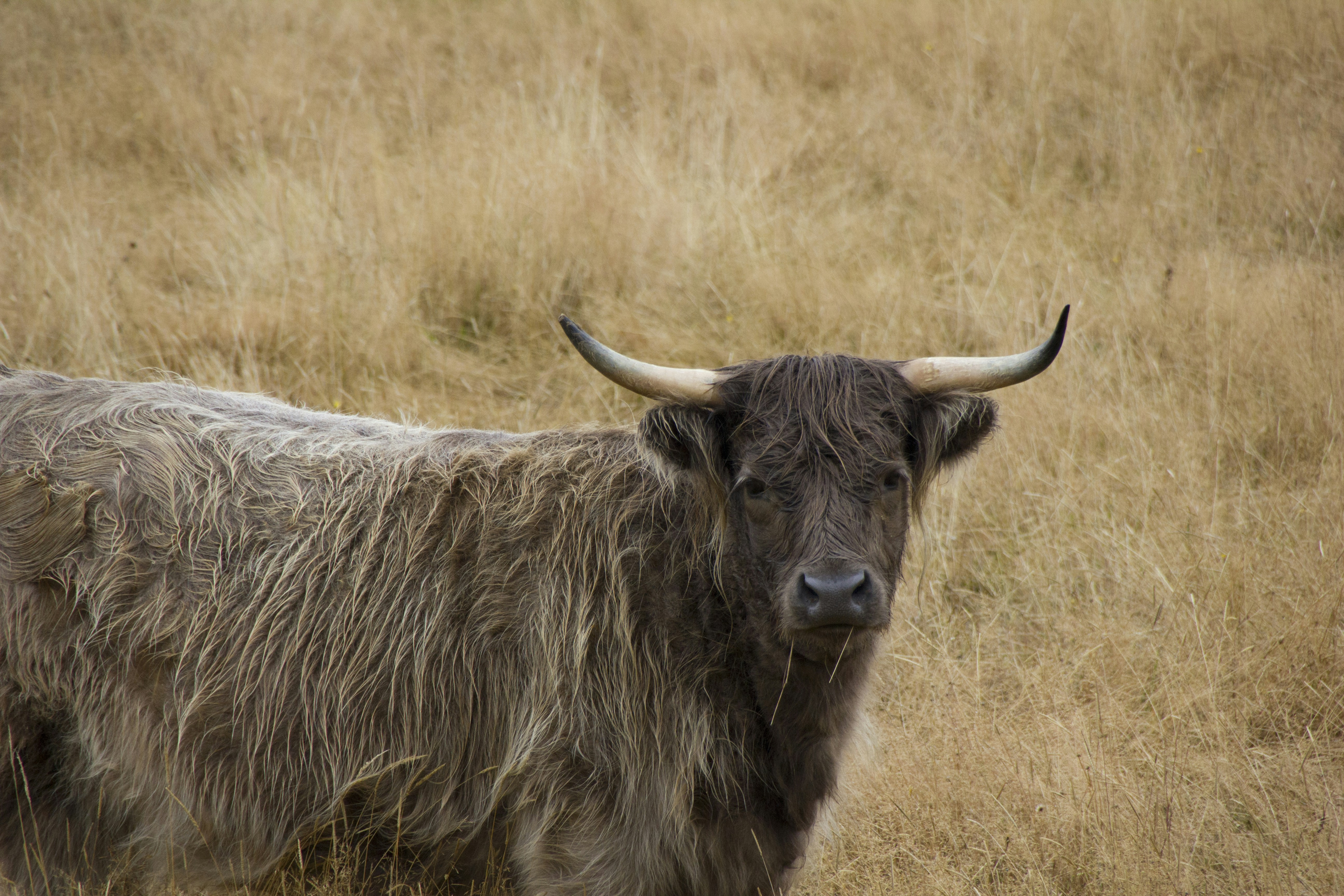 Black yak on brown grass field photo – Free Huon valley council Image ...