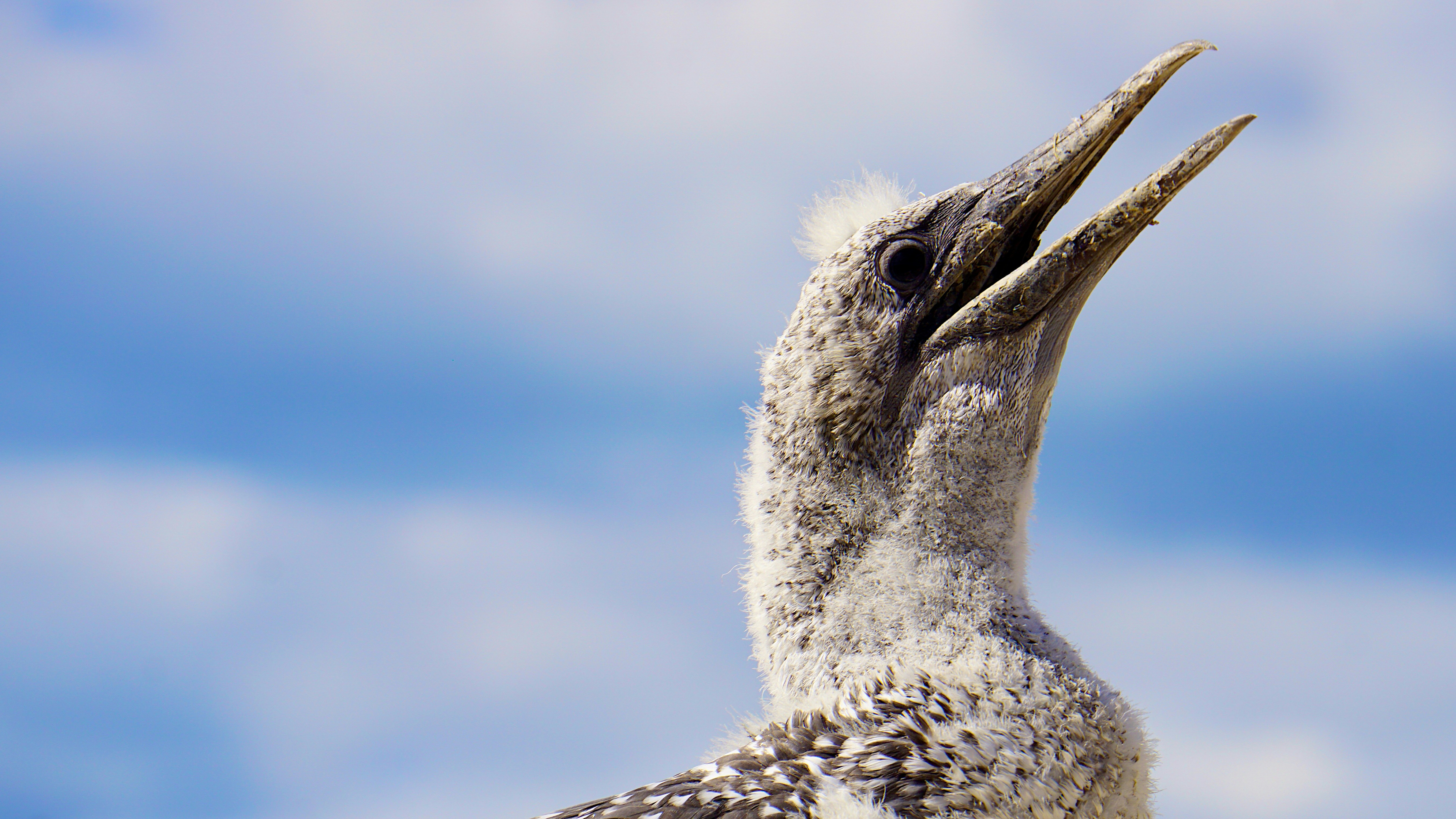 Beak Raised to the Sky: A Gannet-like Bird Calls at Dusk