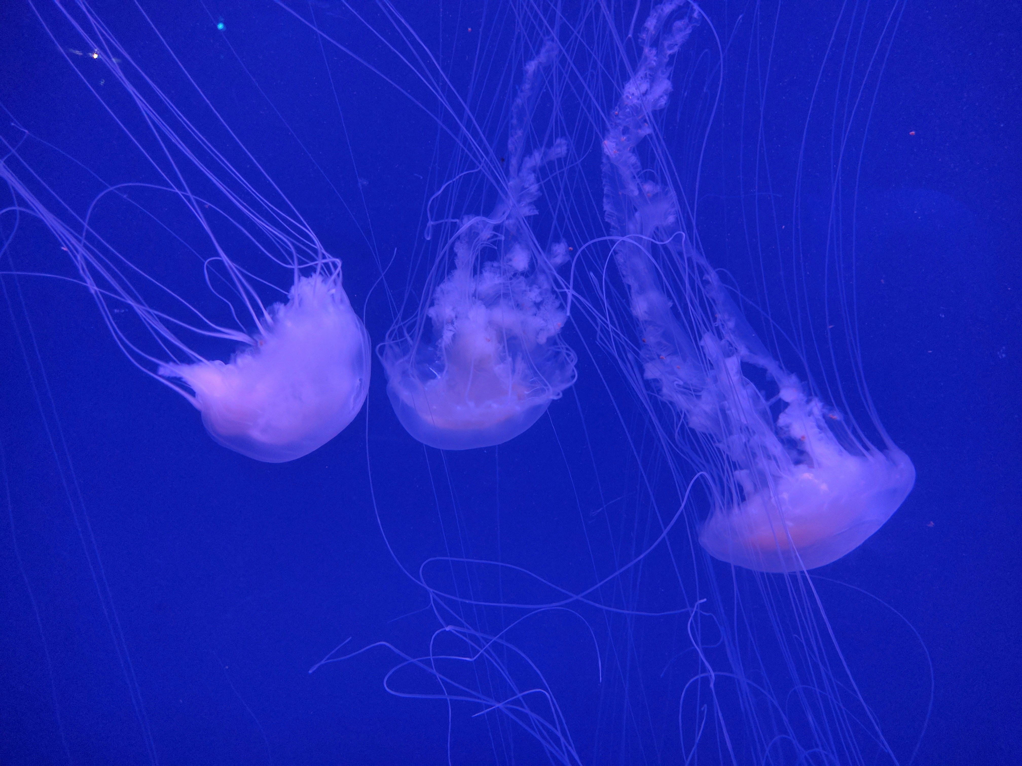 Three jellyfish gracefully swimming through deep blue water, their translucent bodies illuminated by soft light.