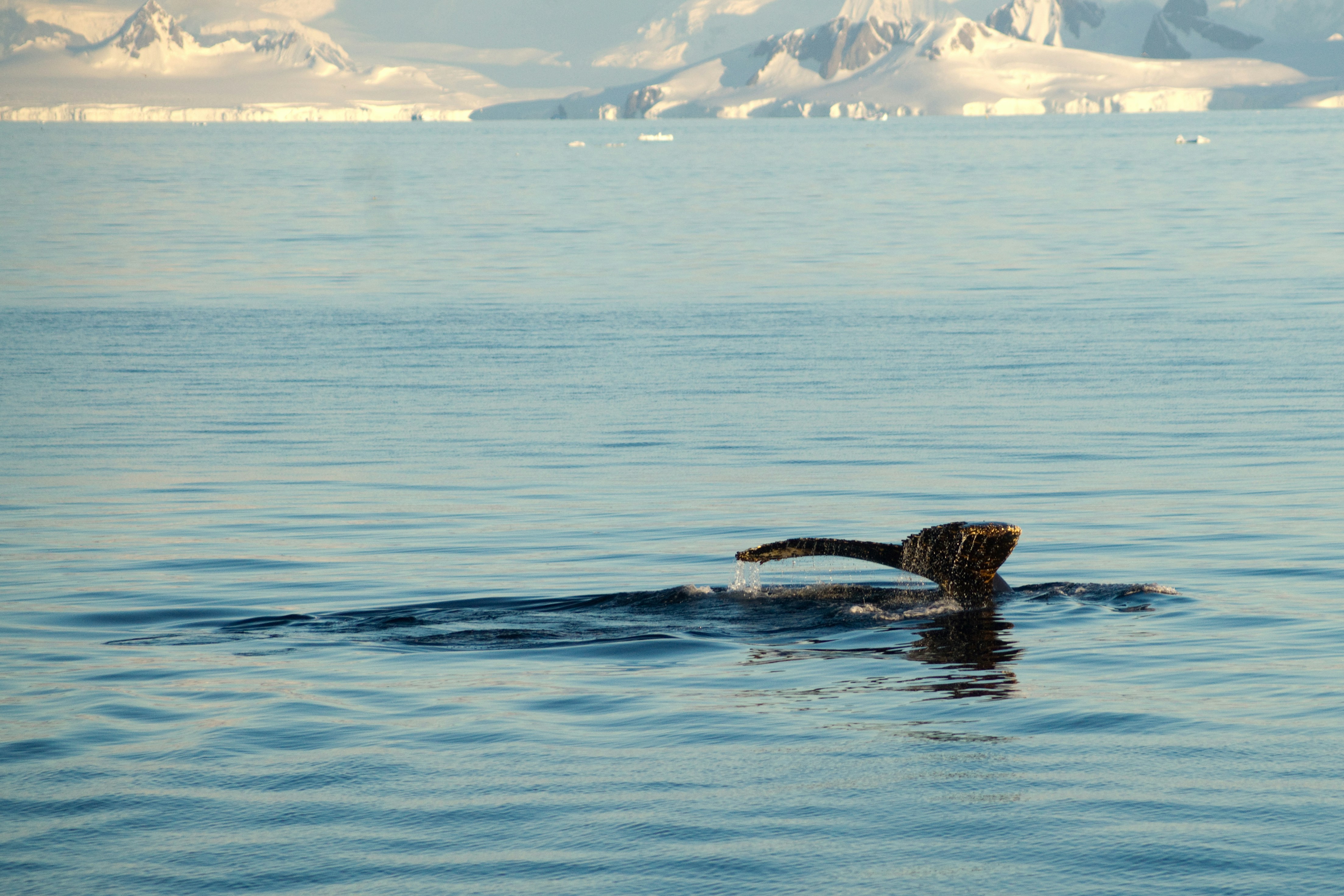 Whale tail surfaces from icy Antarctic waters, creating ripples against a backdrop of distant glaciers and calm blue sea.