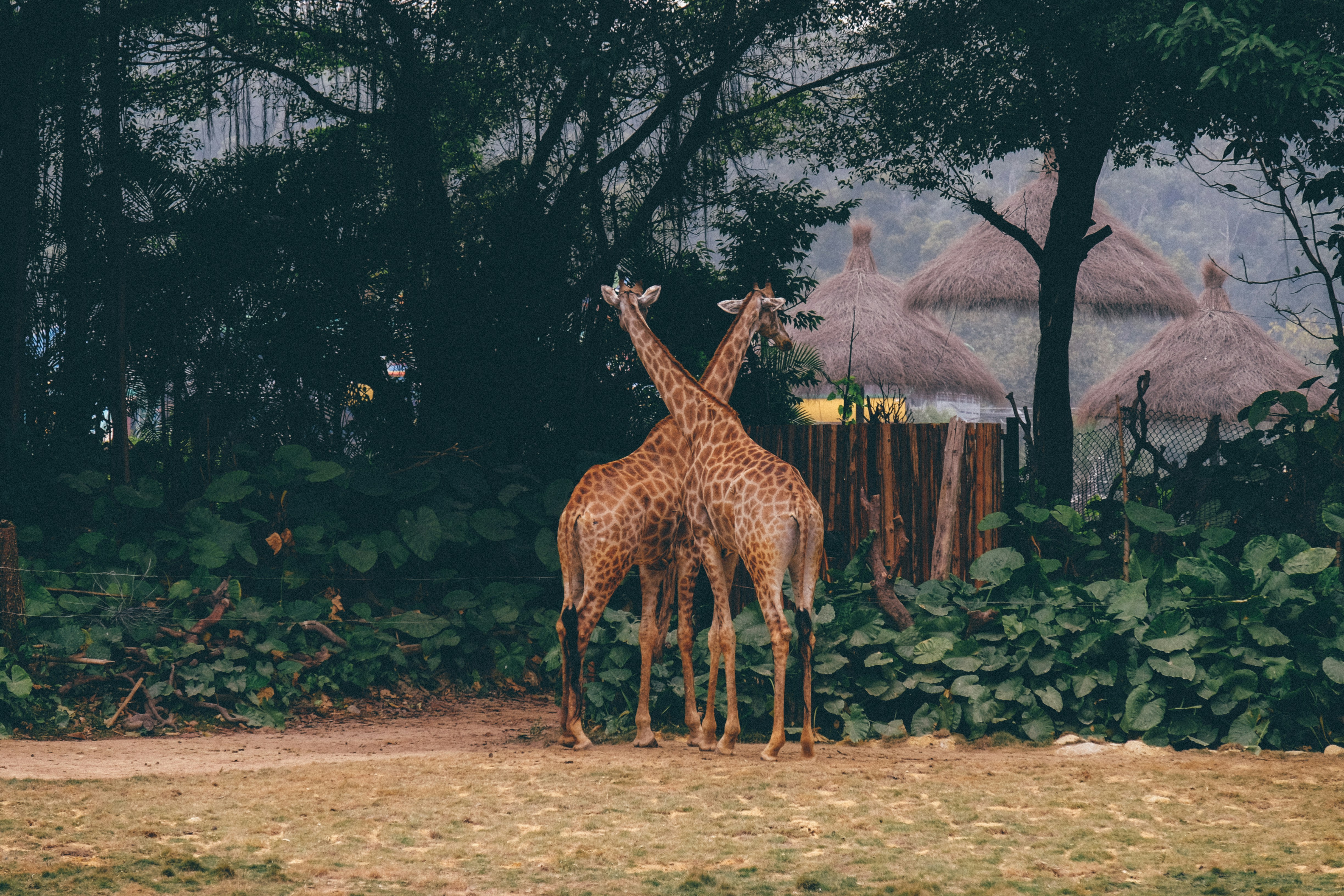 Two giraffes stand closely together amid lush foliage and rustic huts.