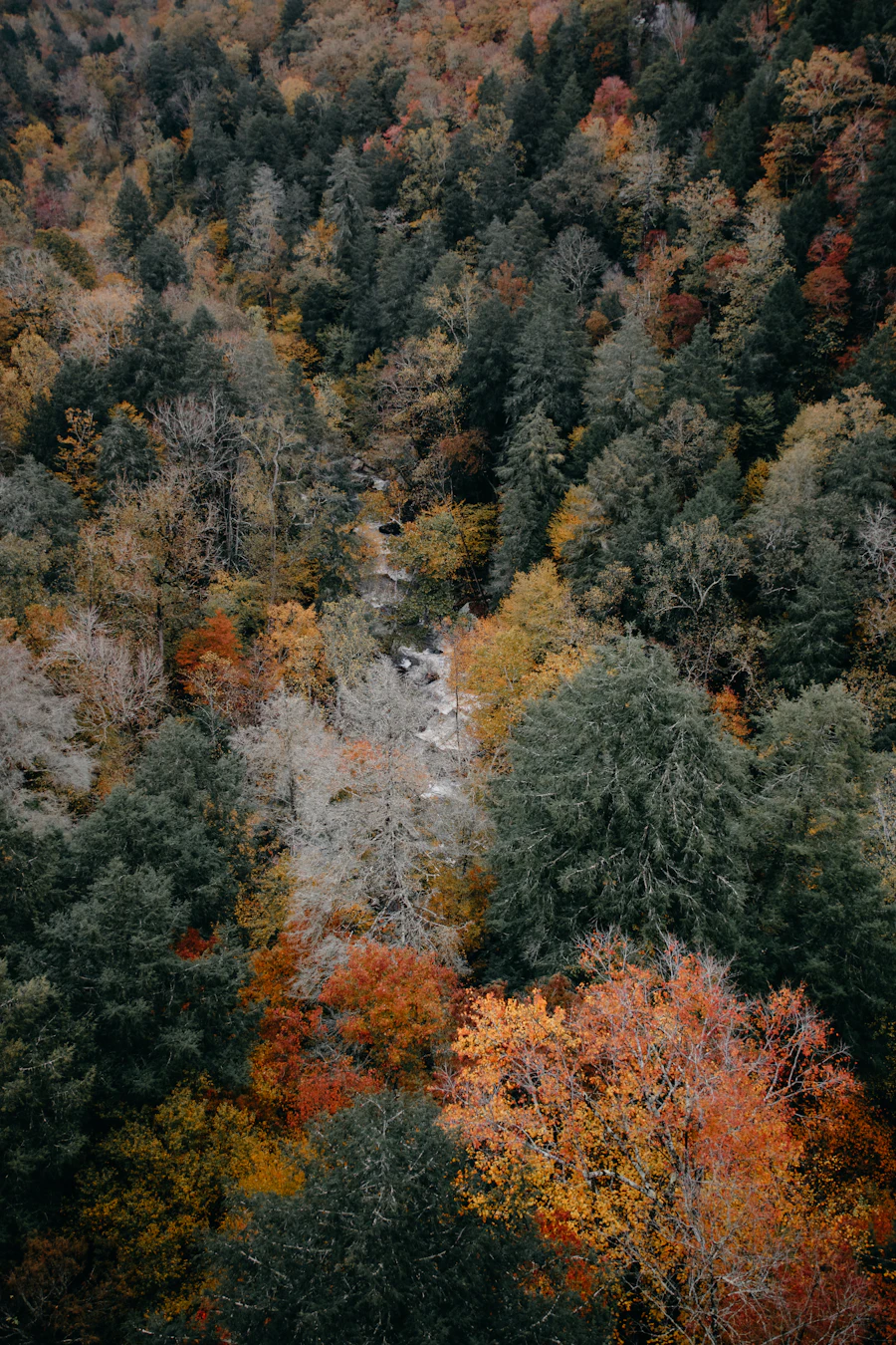 Dense forest canopy in peak autumn color, with a narrow rocky stream running through the center. Dark evergreens contrast with orange, gold, and pale leafless trees.