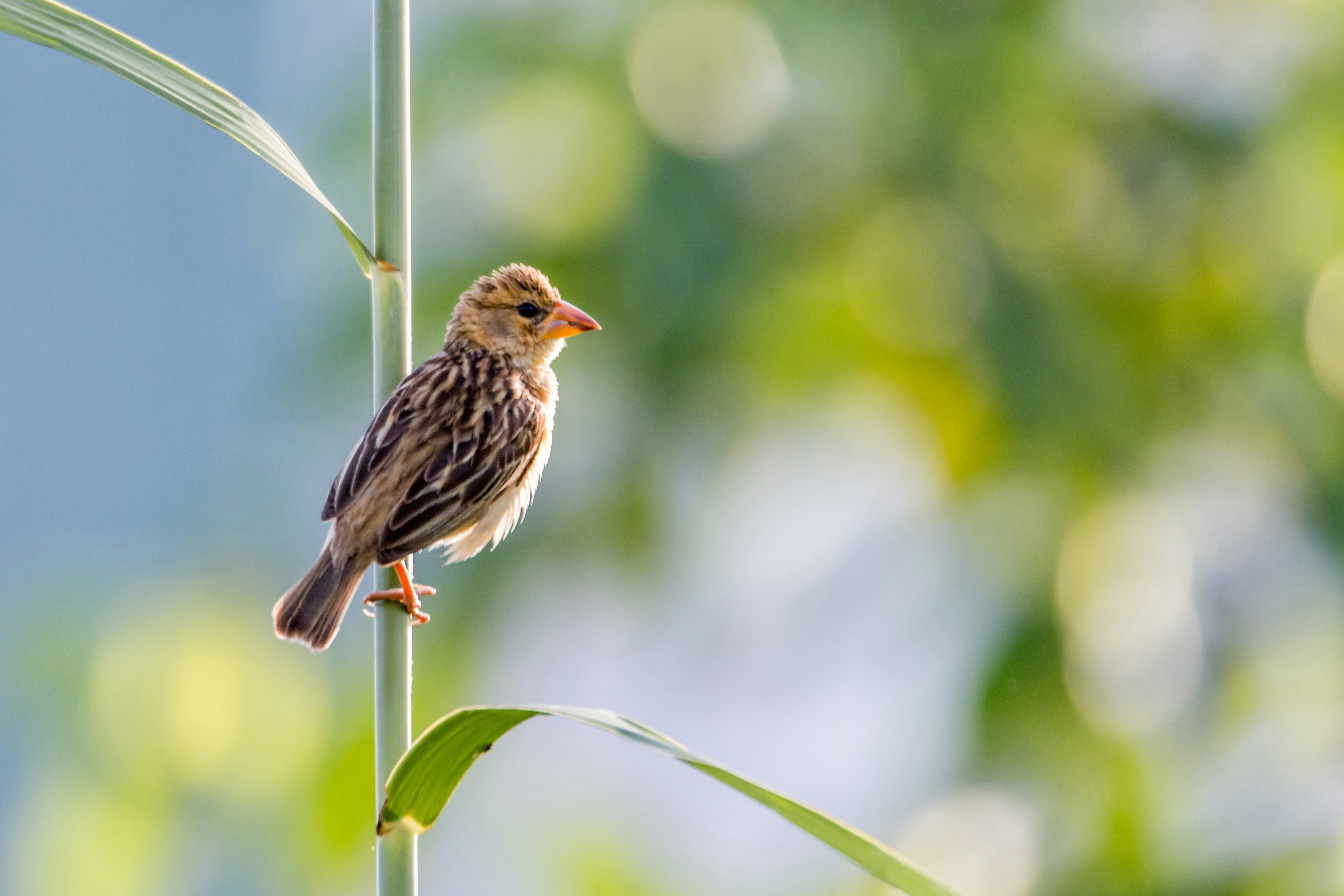 Baya weaver perched on a slender green stem against a softly blurred background.