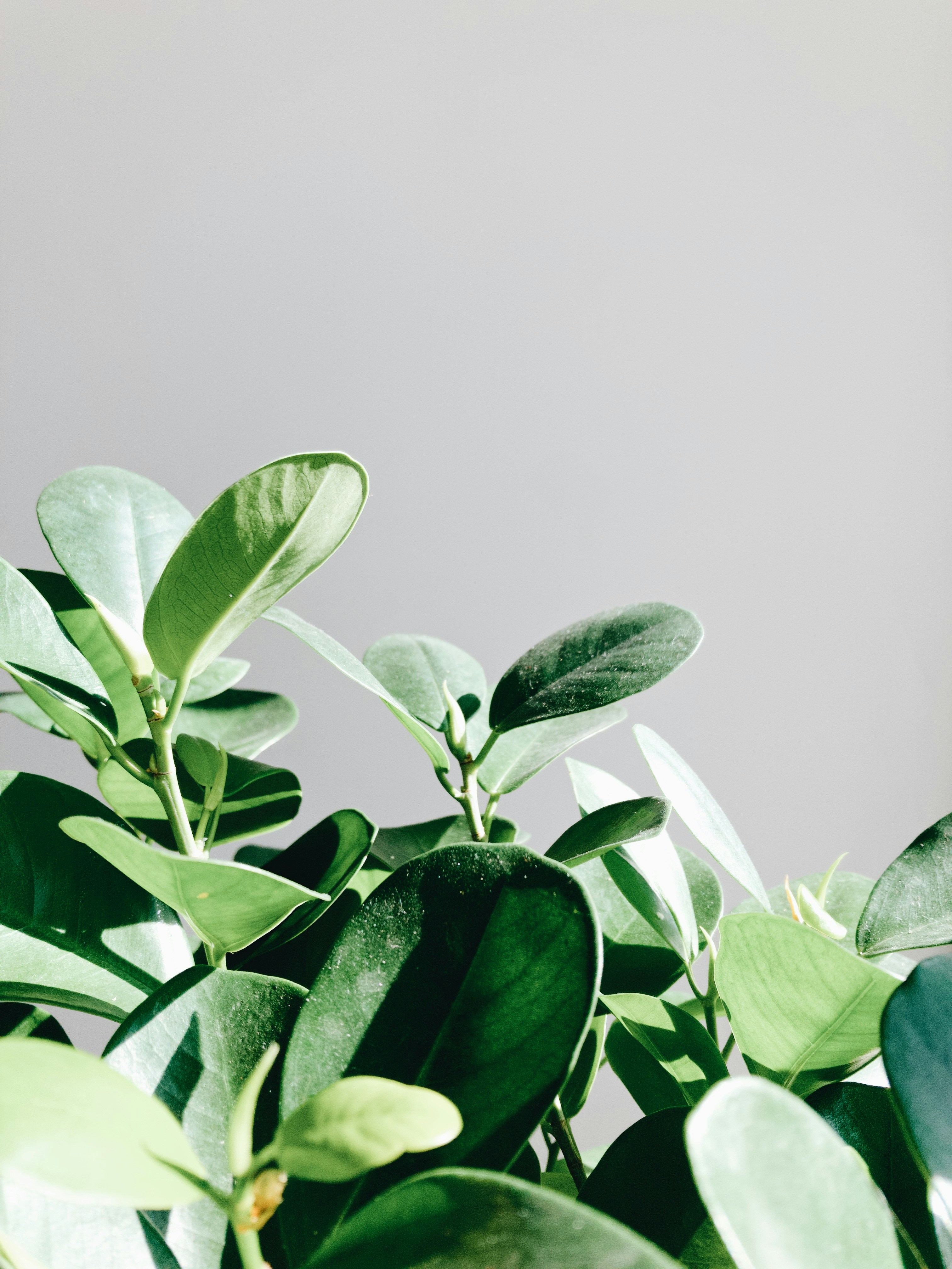 Plants. Leaves of the Ficus | green leaf plant