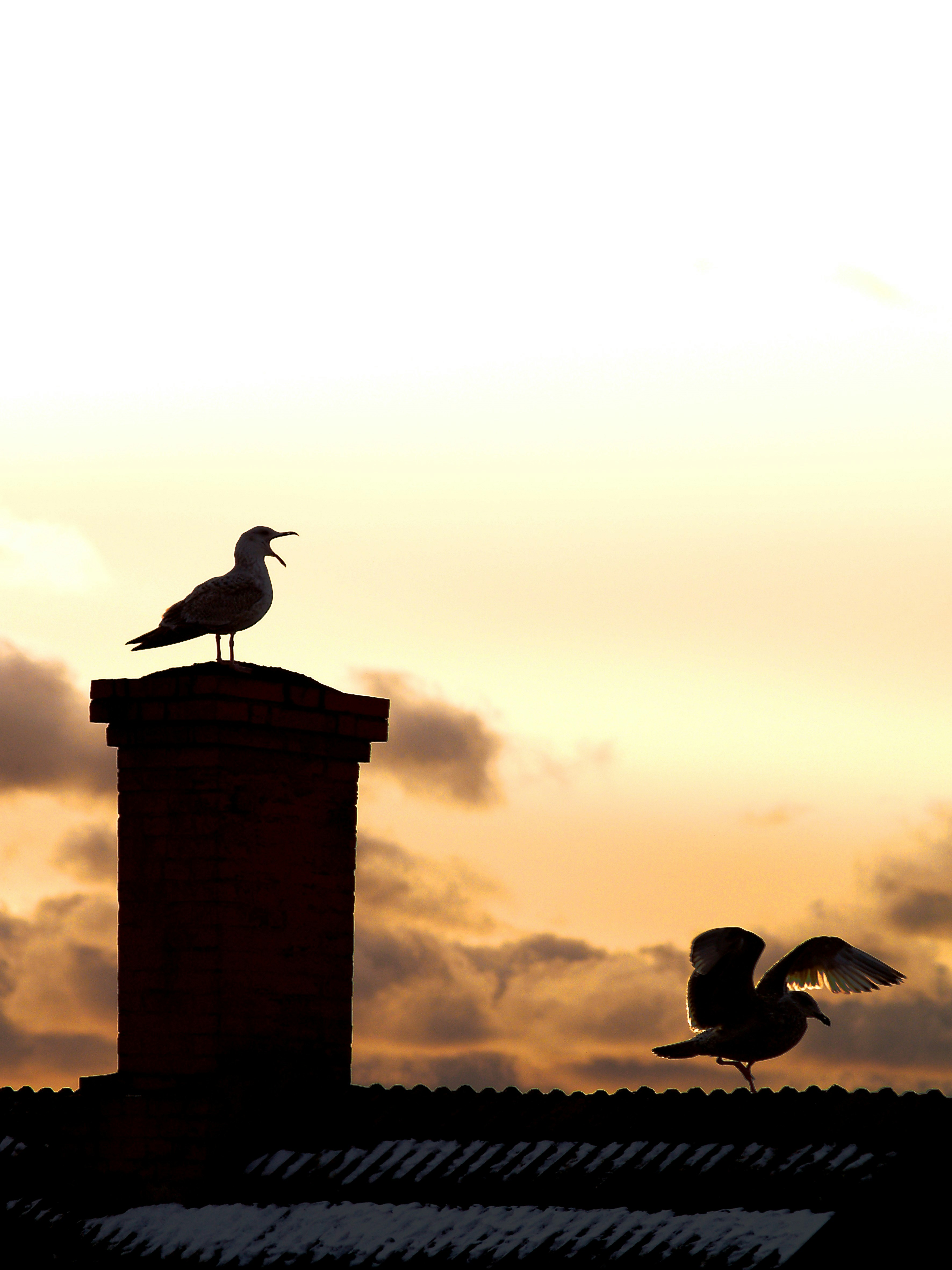 Silhouetted gulls perch on a brick chimney against a warm sunset sky, one gull lifting its wings as the other surveys from the rooftop. This photograph foregrounds silhouette and motion against a glowing horizon.