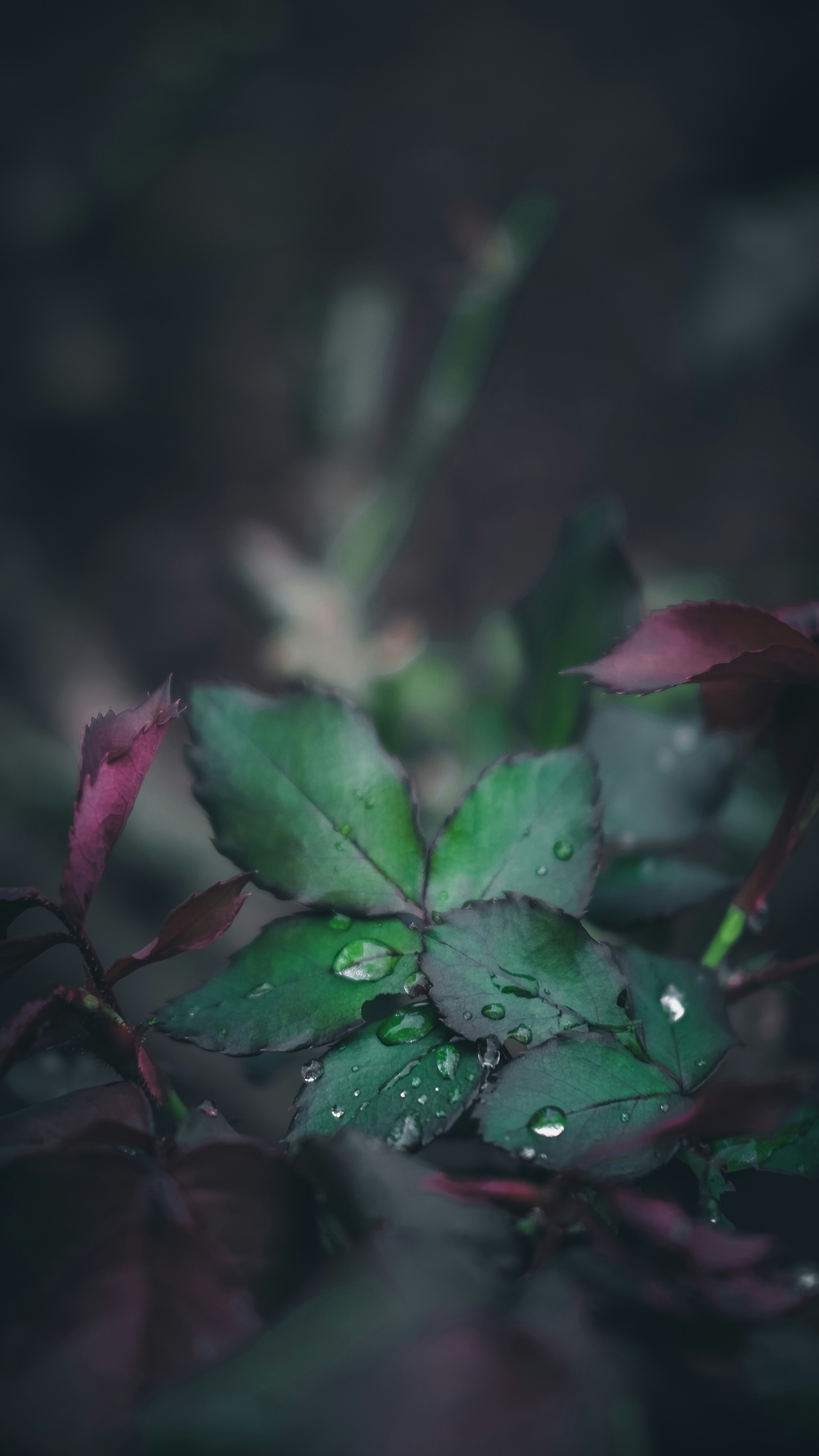 Dewlit Green Leaves with Crimson Edges in Velvet Backdrop