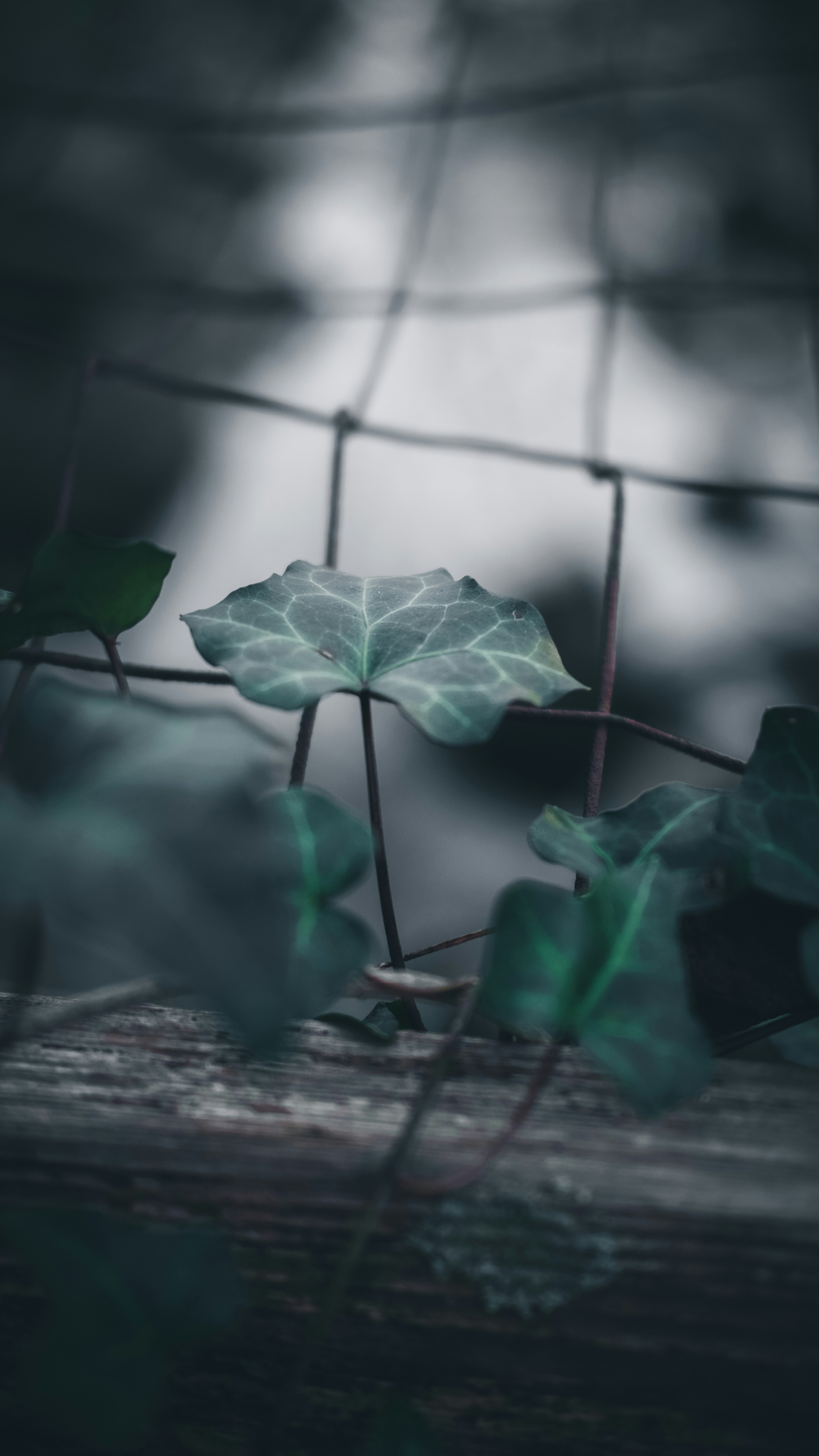 Green ivy on rusted wire: a quiet moment above weathered wood