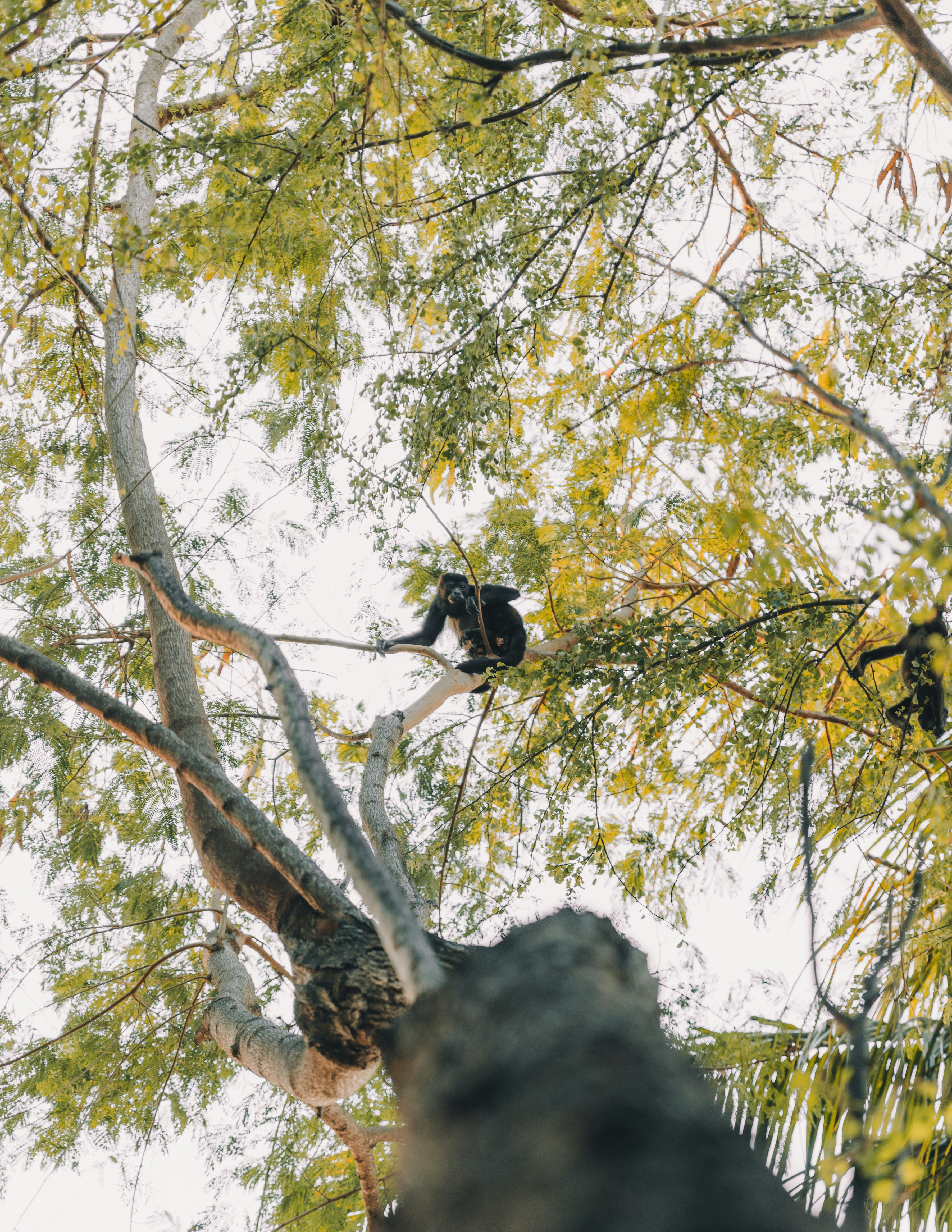 A monkey perched on a branch amidst a vibrant green canopy, with sunlight filtering through the leaves. The scene captures the serene essence of wildlife in its natural habitat.
