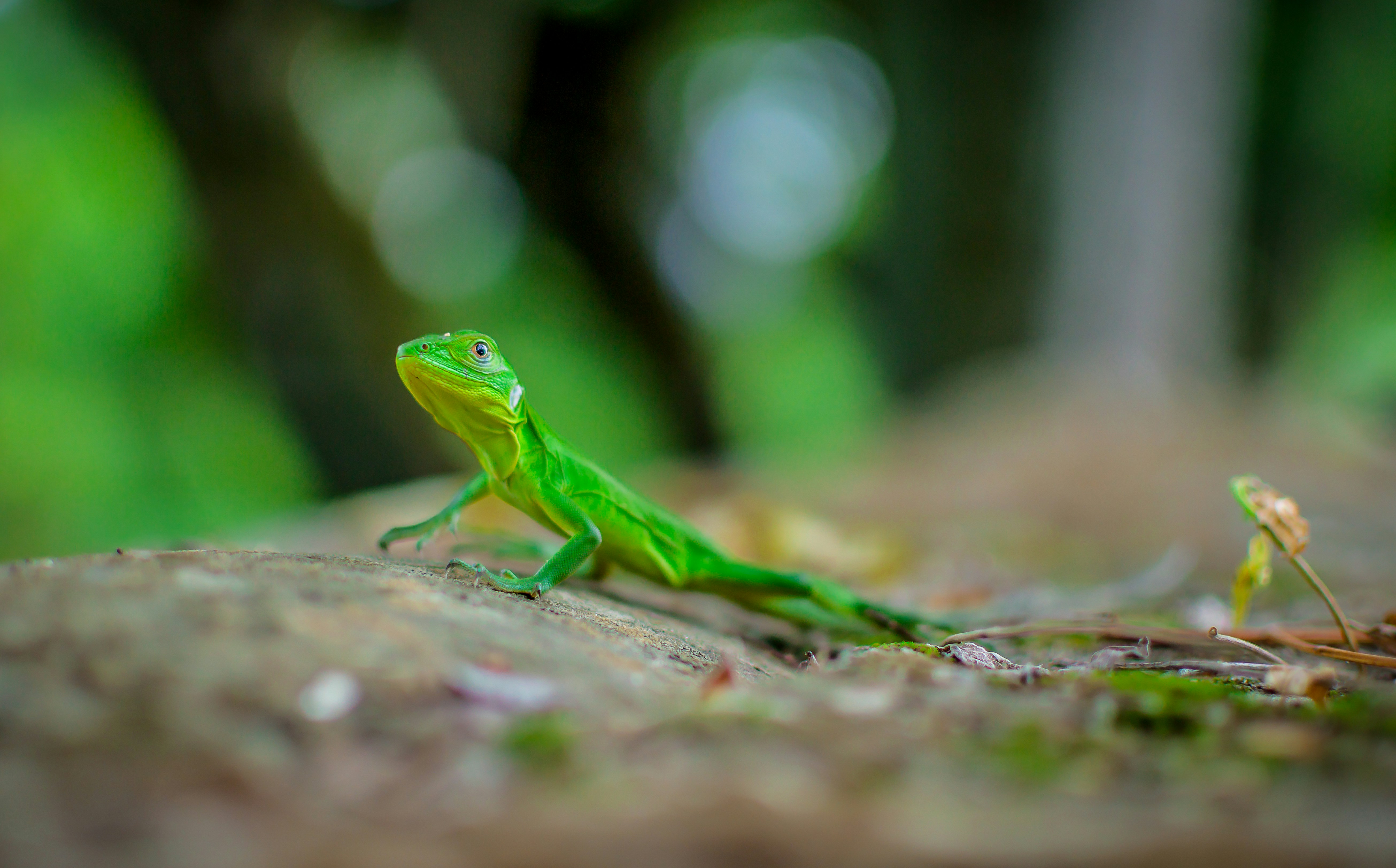 Vibrant green lizard perched on a rustic log in a lush forest setting.