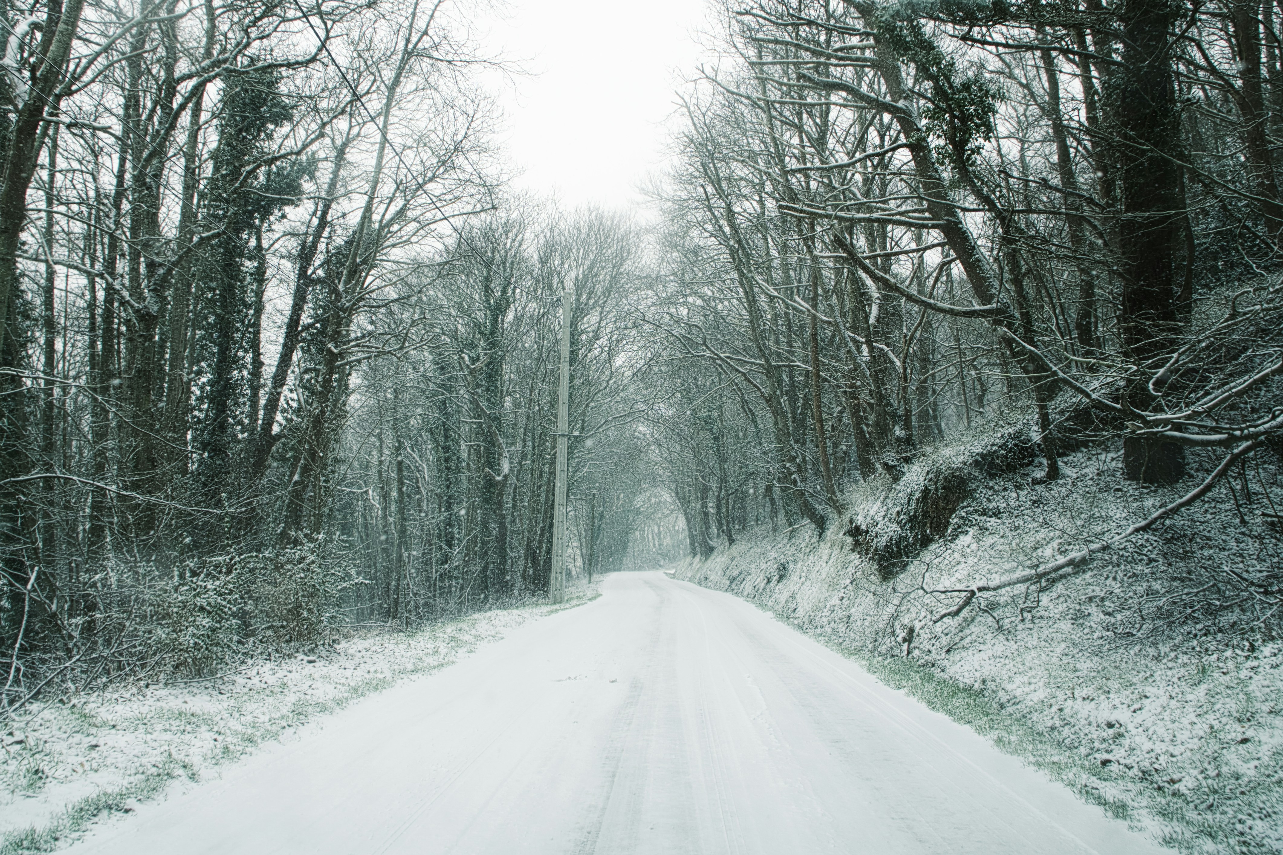 Snow-covered road flanked by bare trees in a serene winter woodland.
