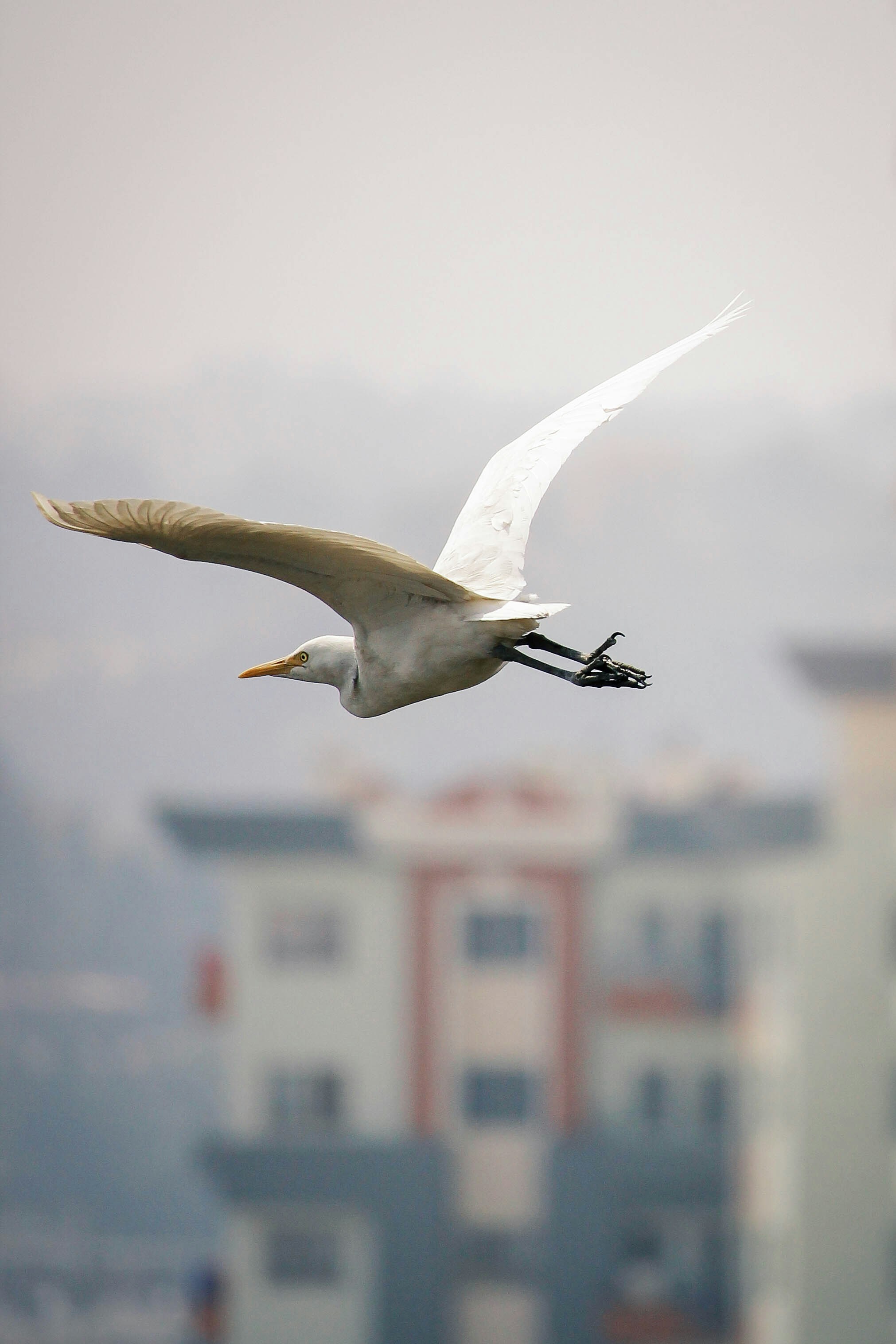 Urban Glide: White Heron Over a Misty City Horizon