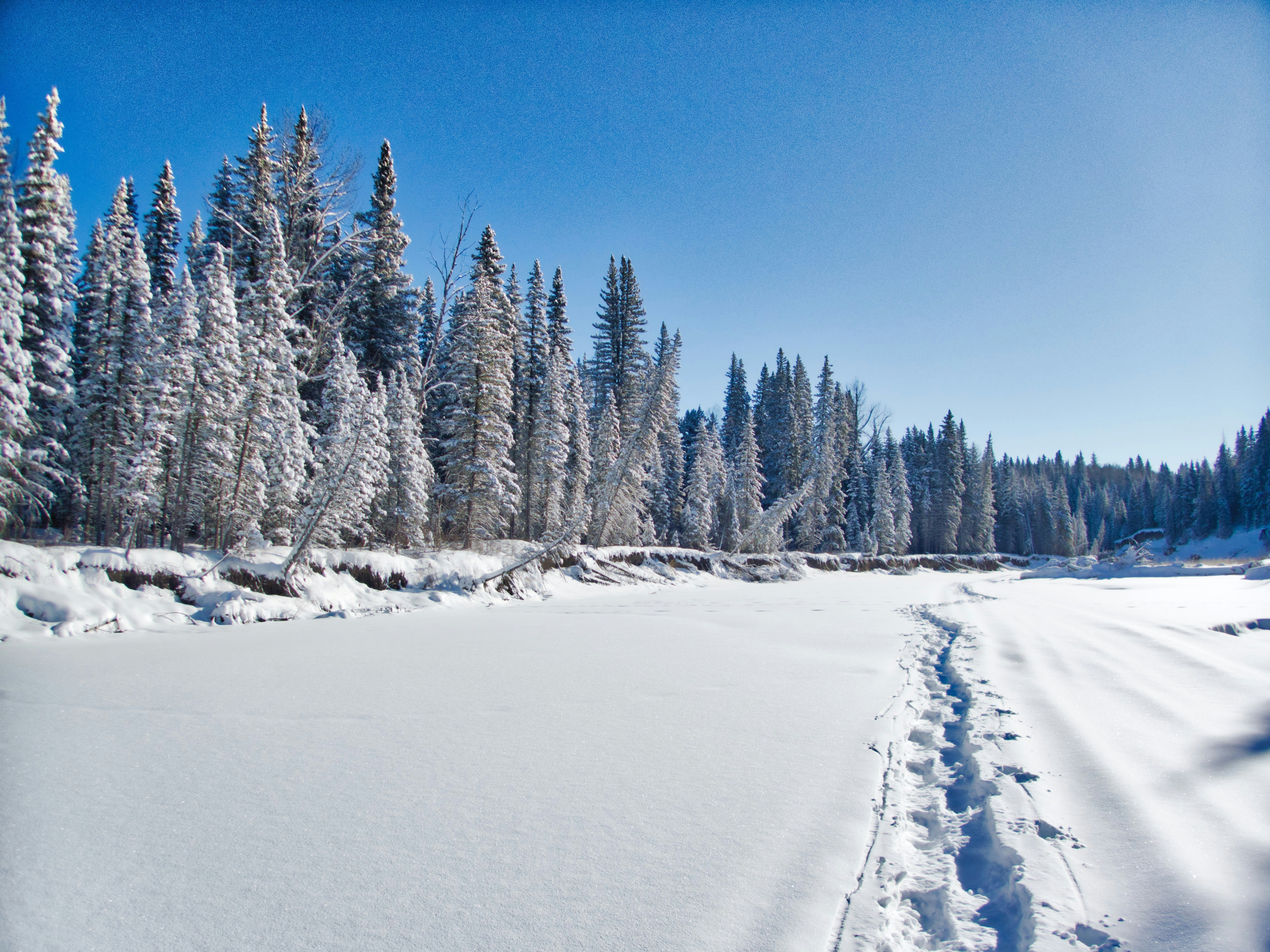 Snow-covered river with a trail leading through a forest of frosted pine trees under a clear blue sky.