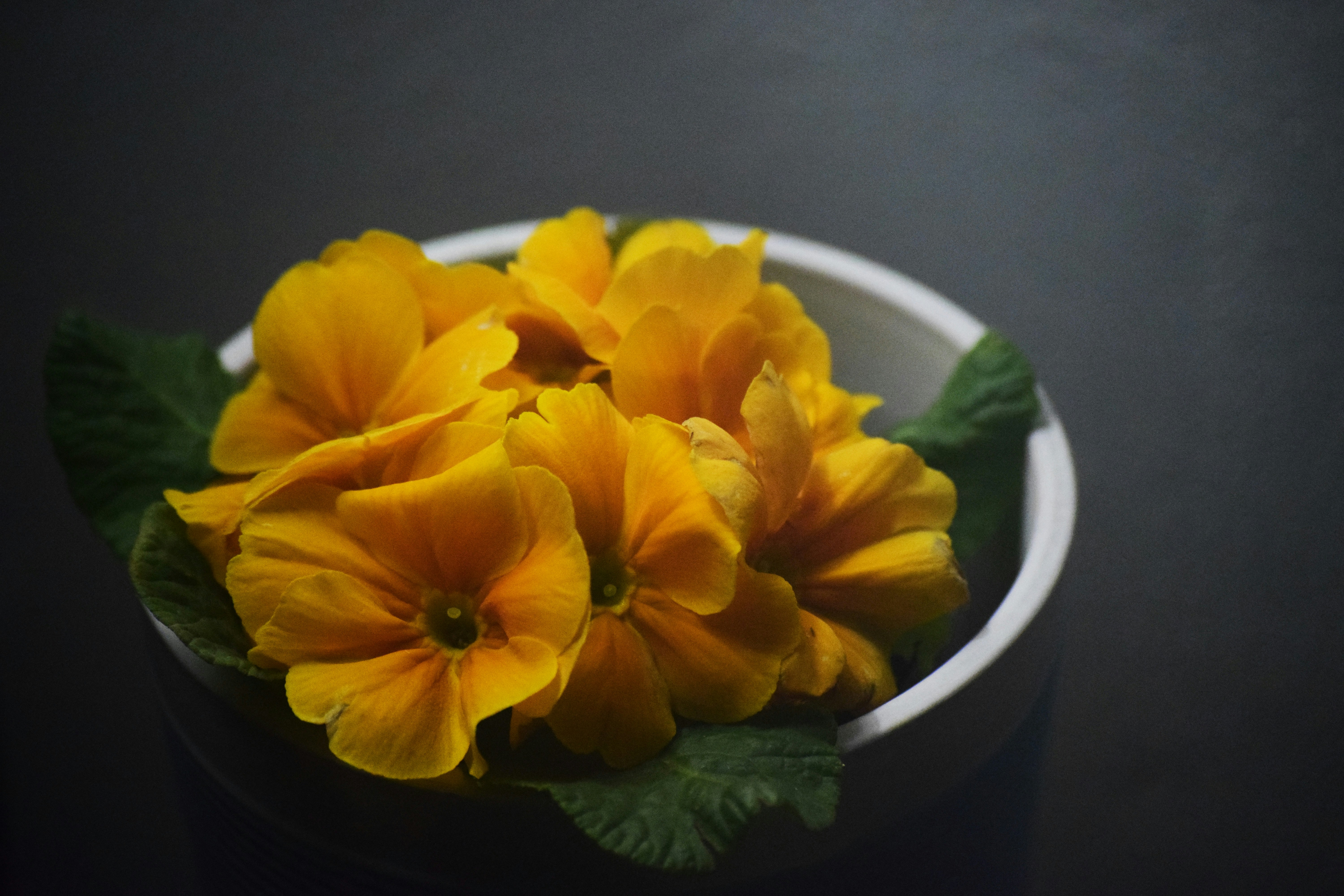 Golden blooms in a ceramic bowl: a quiet still-life