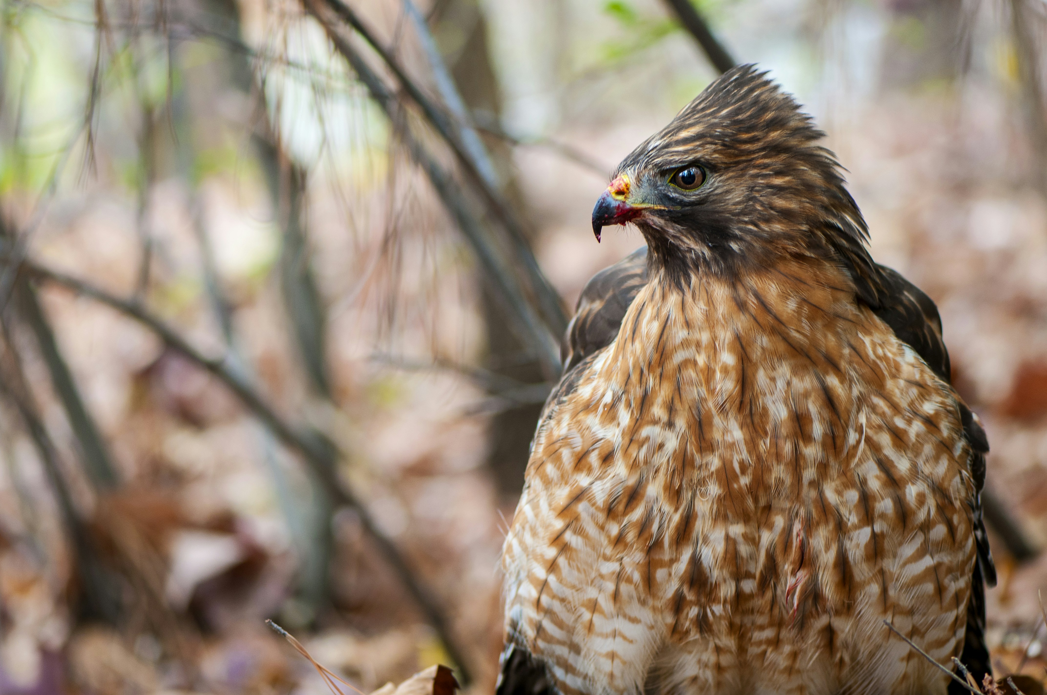 I was headed to work one morning when I saw this hawk catch a squirrel. I stopped the car and pursued him into the bushes. He was not letting go of his pray and I was not letting go of mine. We came to a stare down as he sensed I was not going to harm it. He stayed and ate his breakfast as I shot away with the wrong lens!!! I was extremely lucky. | wildlife photography of brown eagle