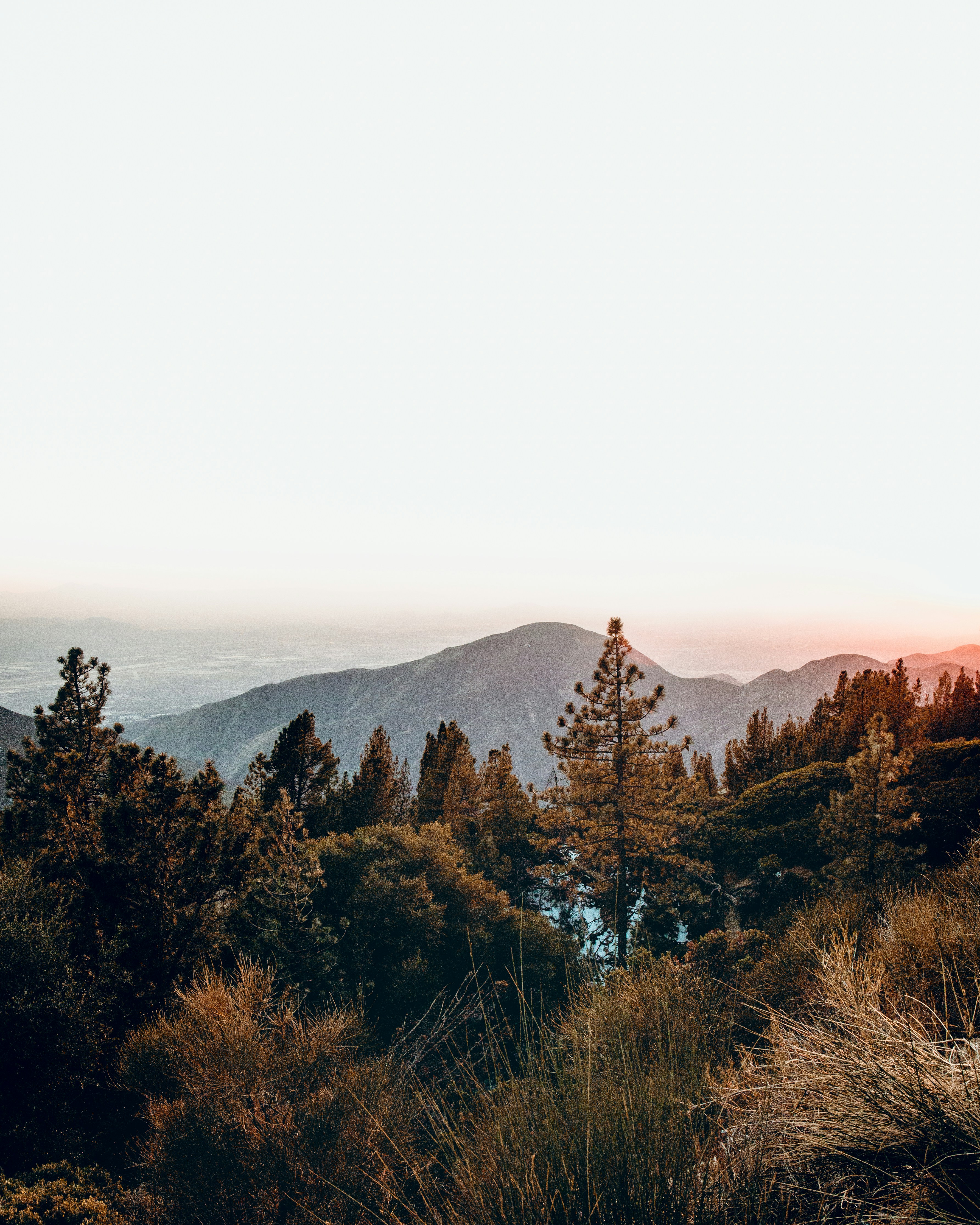 Random | 4 best free random, flora, plant and grey photos on Unsplash